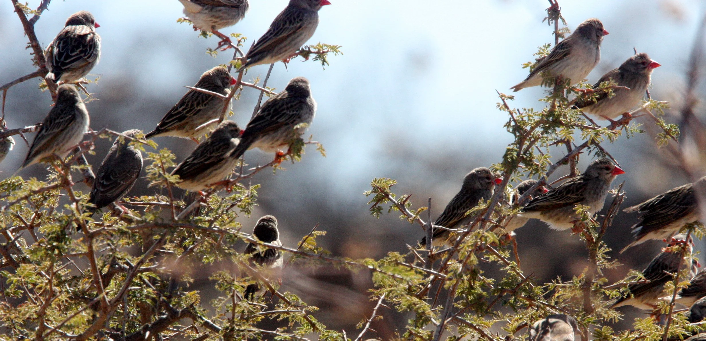 Red-billed Quelea (Quelea quelea) Chobe NP Botswana — Coke Smith Wildlife