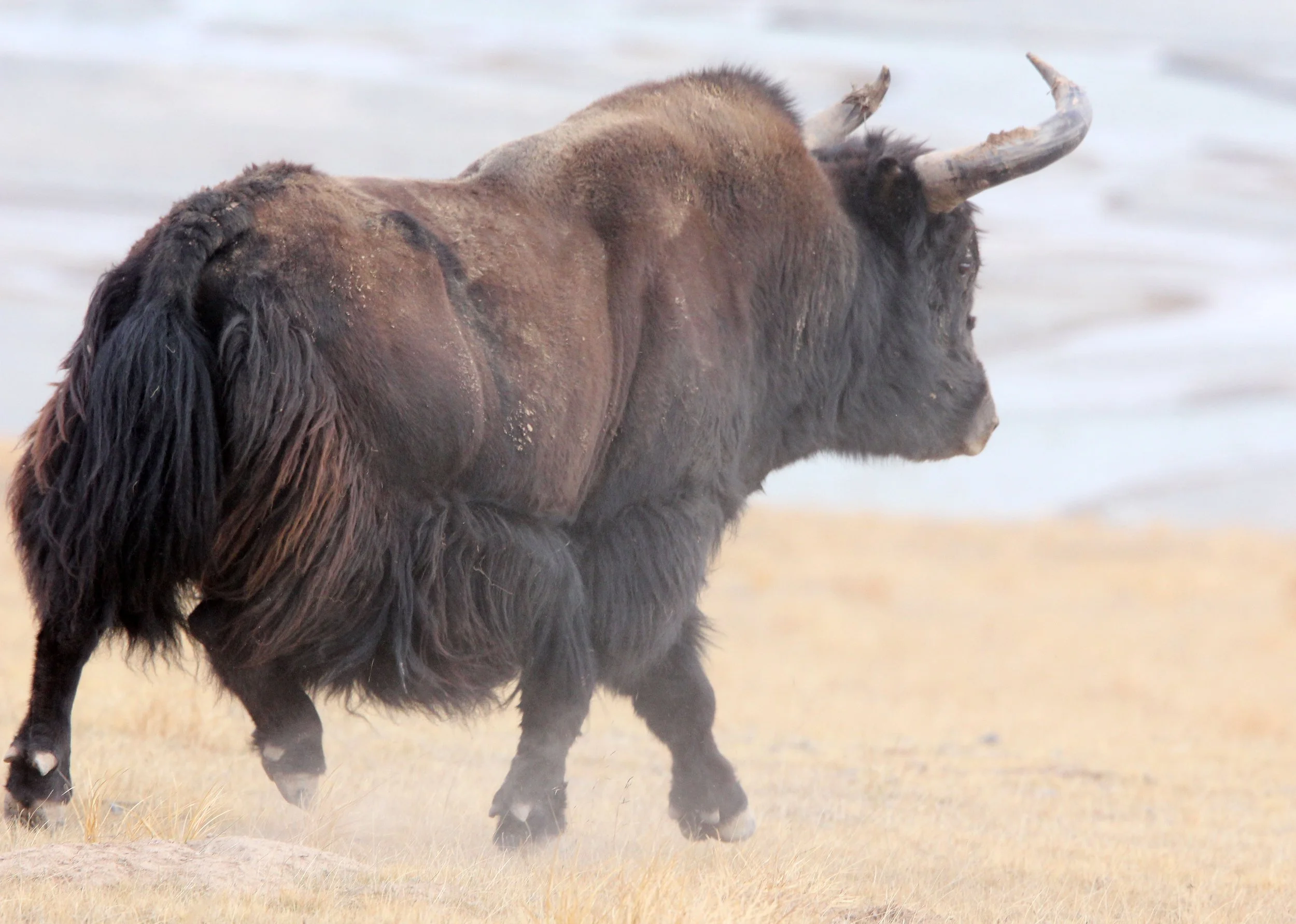 Bos mutus — Coke Smith Wildlife