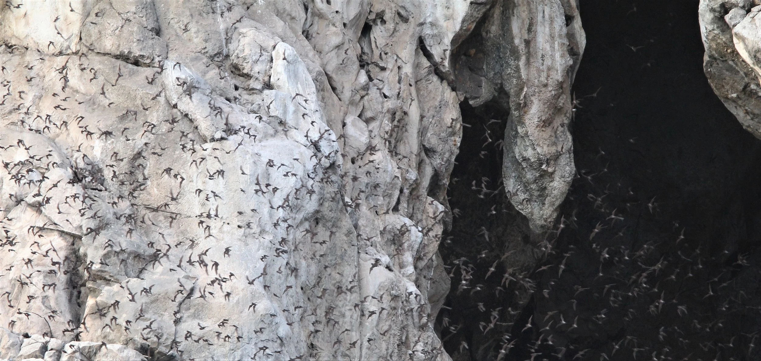 Chaerephon plicatus - Asian Wrinkle-lipped Bat — Coke Smith Wildlife