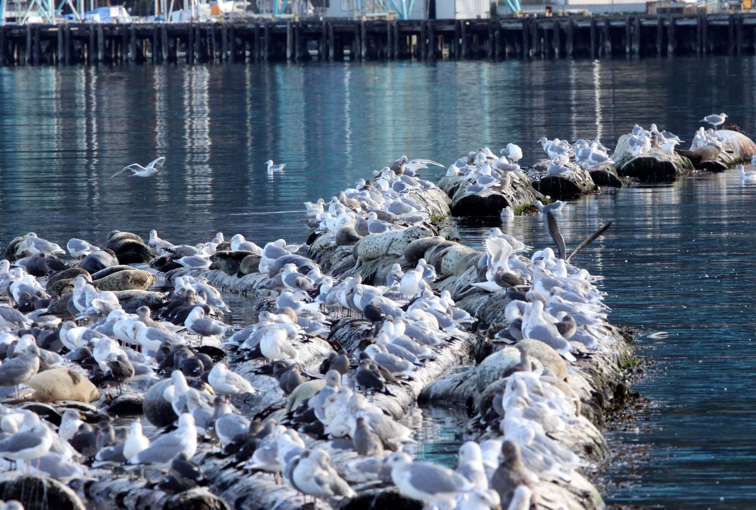 Western Gull (Larus occidentalis) West Coast North America — Coke Smith ...