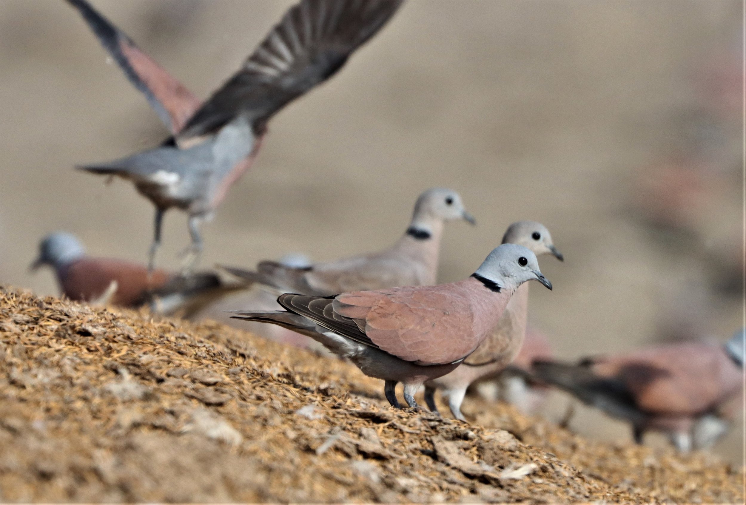 Genus Streptopelia Mourning & Turtle Doves — Coke Smith Wildlife