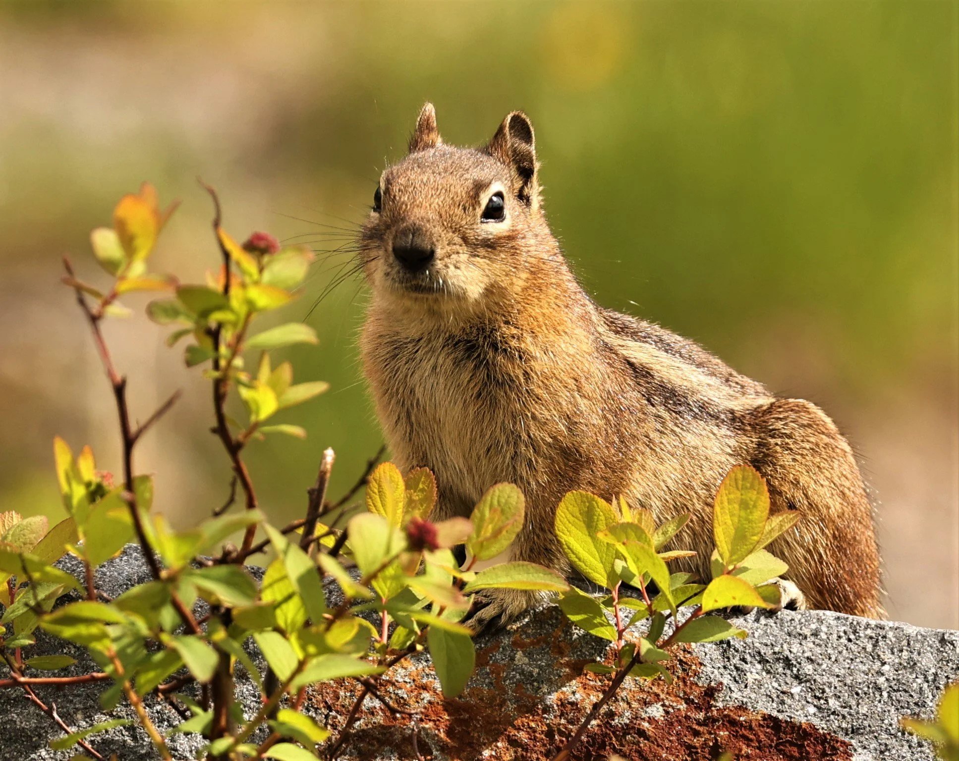 Genus Callospermophilus Golden-mantled Ground Squirrels — Coke Smith ...