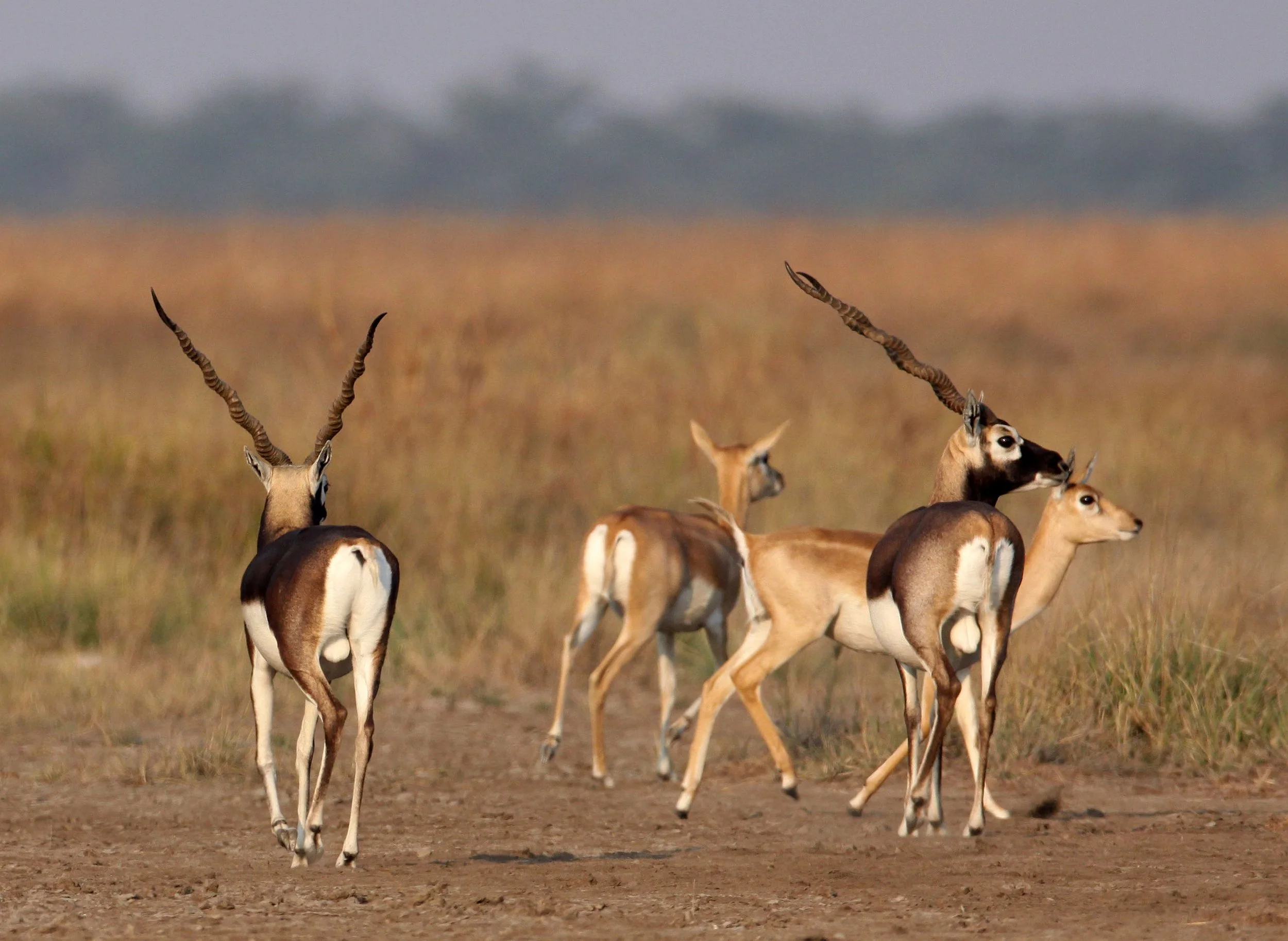 Antilope cervicapra Blackbuck — Coke Smith Wildlife