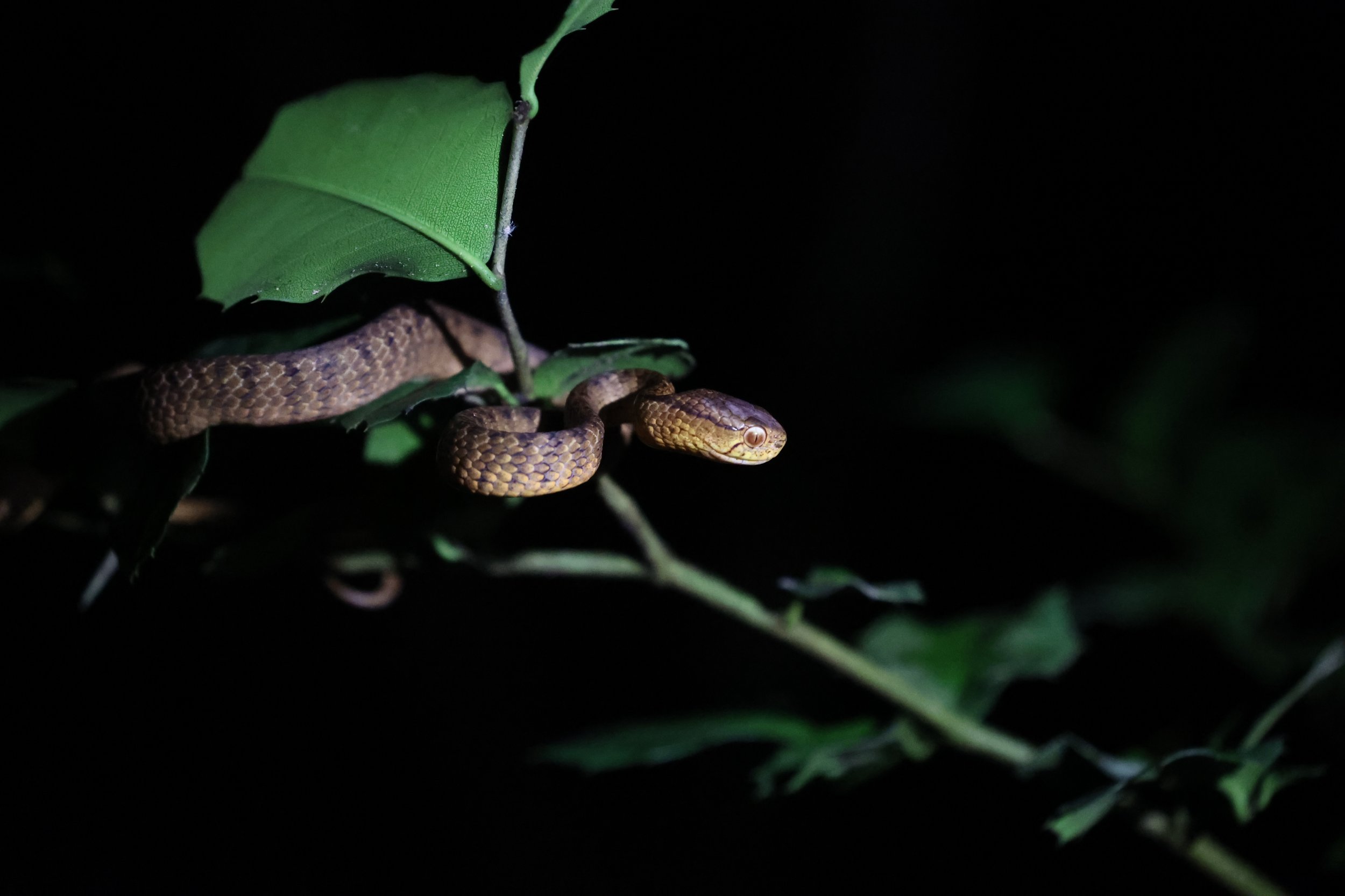 Family Pareidae - Slug Snakes — Coke Smith Wildlife