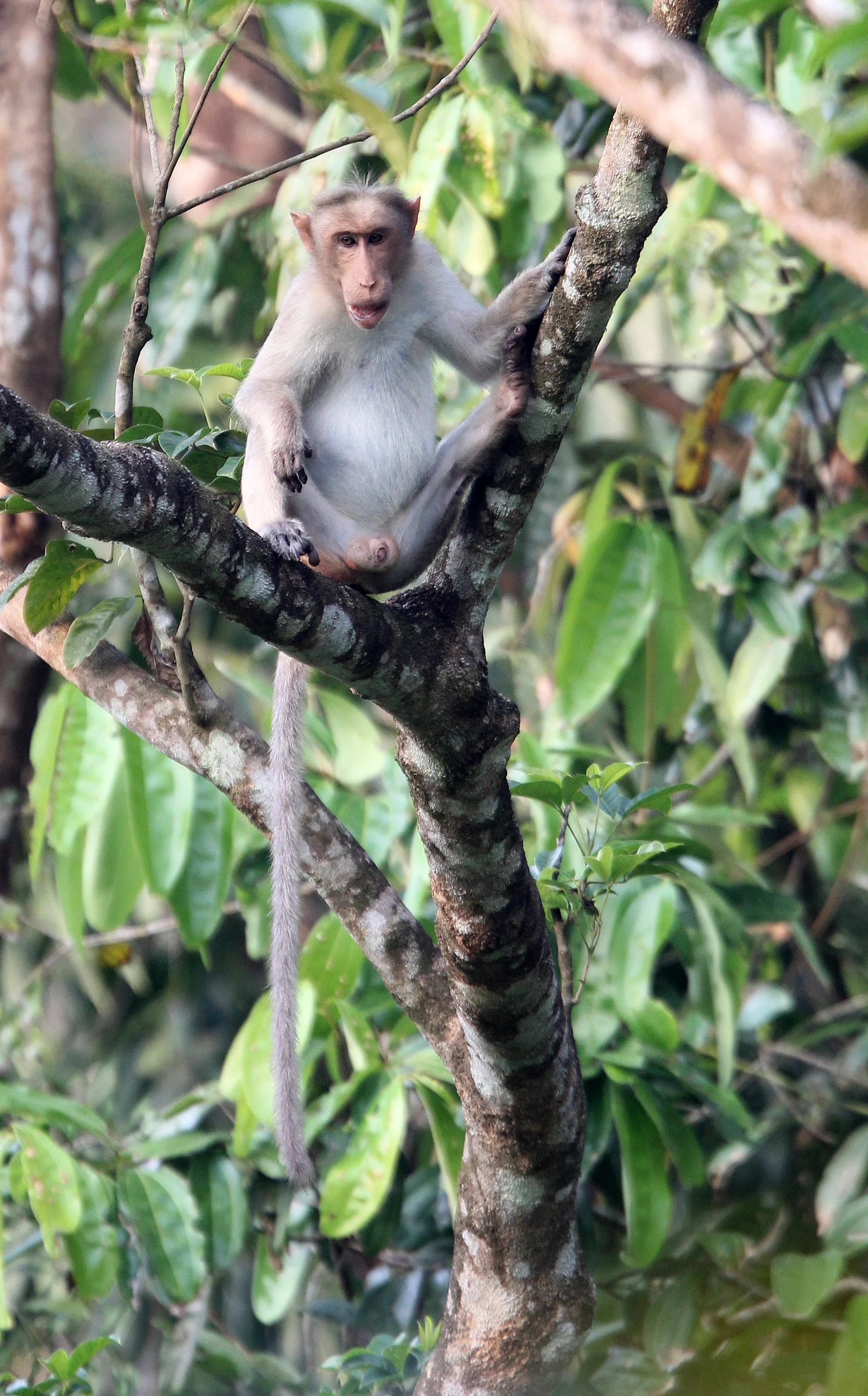 Macaca radiata Bonnet Macaque — Coke Smith Wildlife