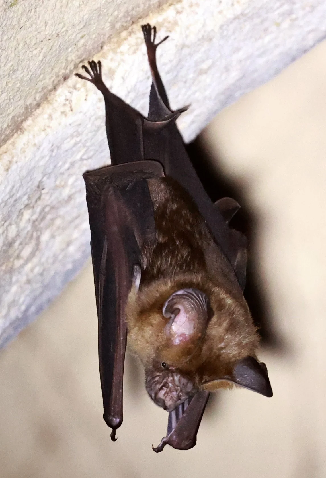 Large Asian Roundleaf Bat (Hipposideros lekaguli) — Coke Smith Wildlife