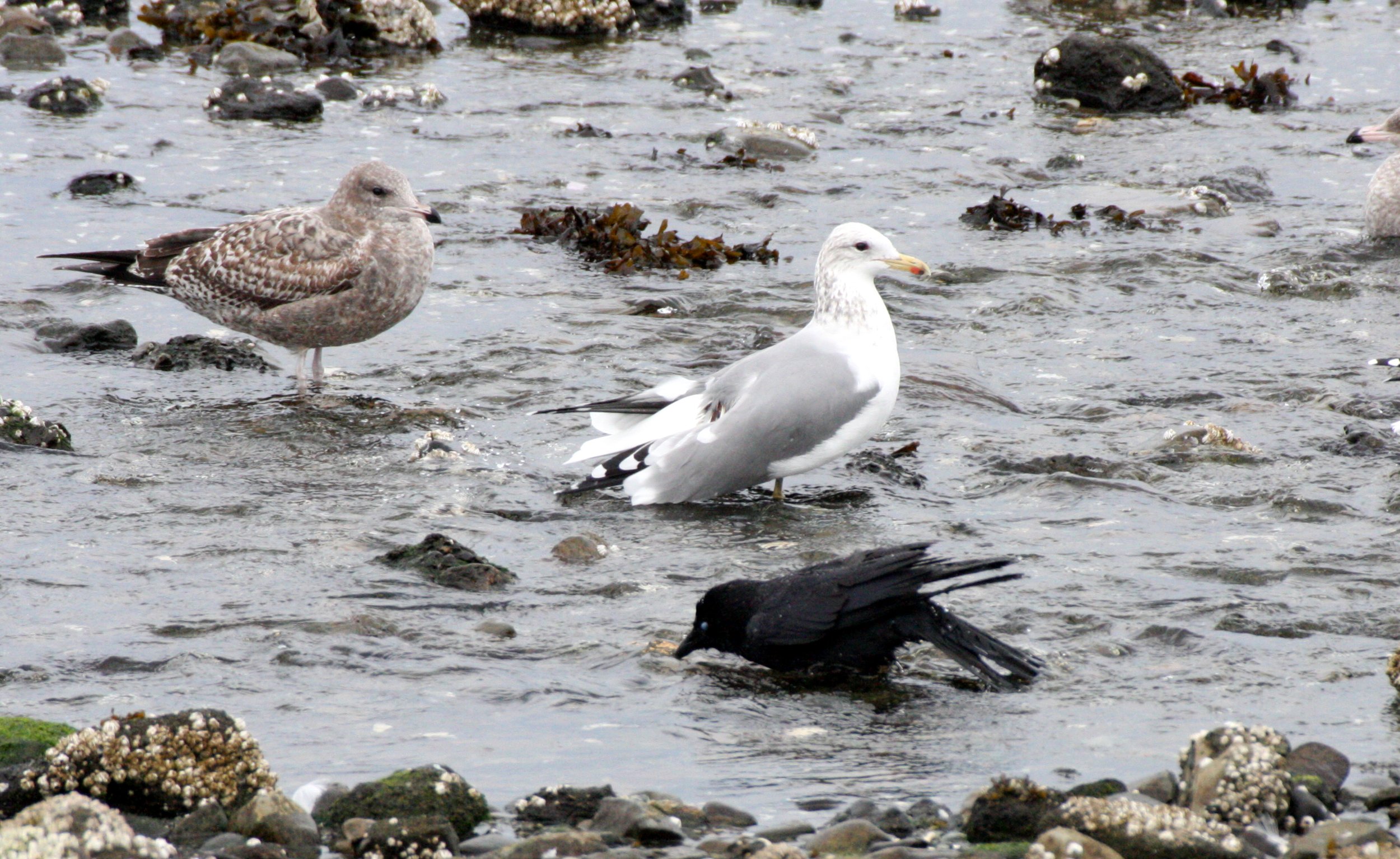 California gull (Larus californicus) Mono Lake and West Coast — Coke ...