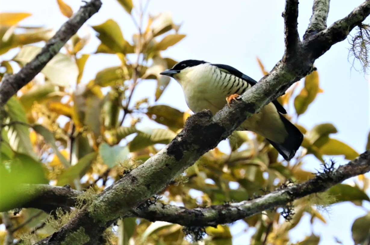 Himalayan Cutia (Cutia nipalensis) Thailand — Coke Smith Wildlife