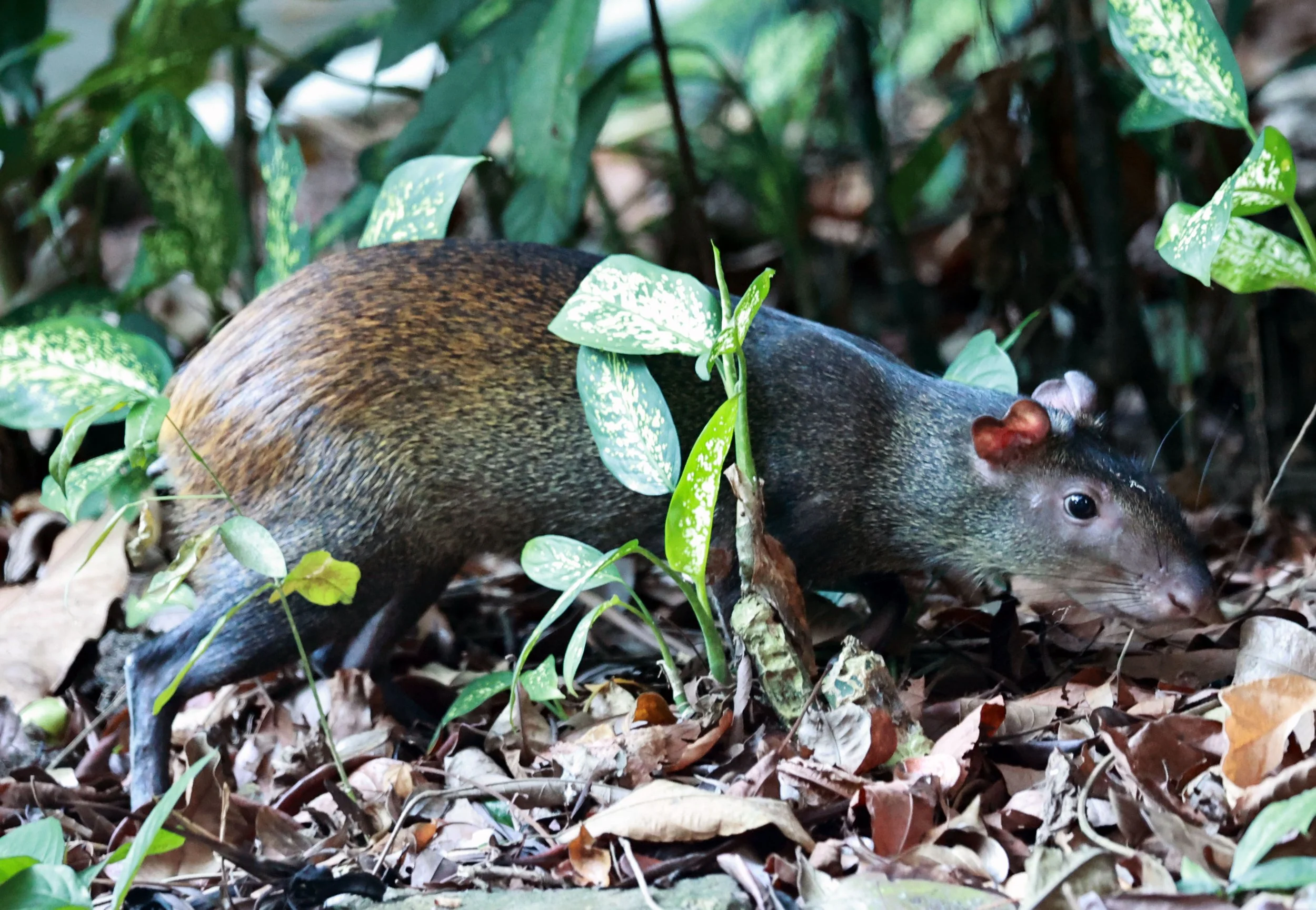 Red-rumped Agouti (Dasyprocta leporina) — Coke Smith Wildlife