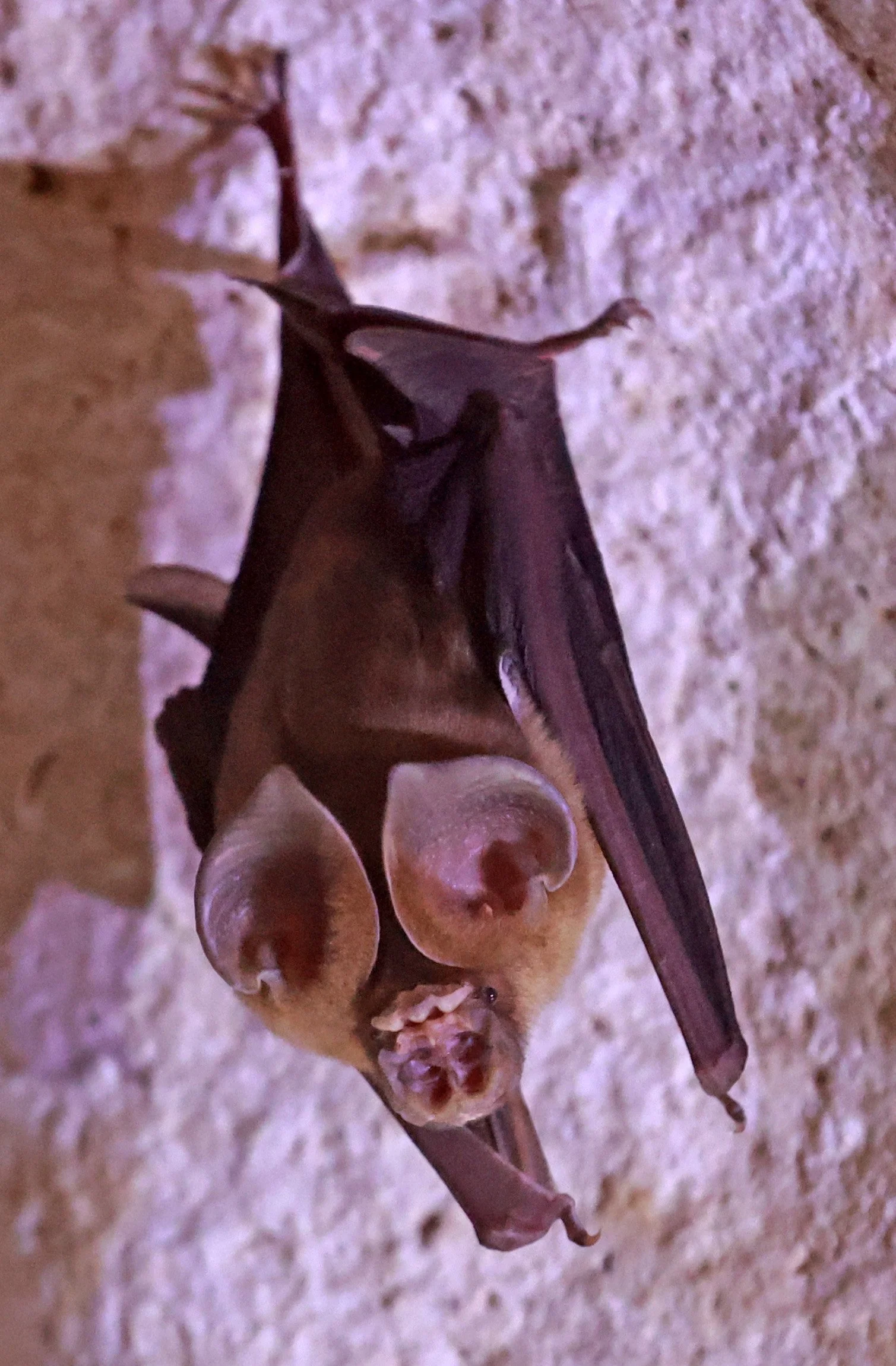 Large Asian Roundleaf Bat (Hipposideros lekaguli) — Coke Smith Wildlife
