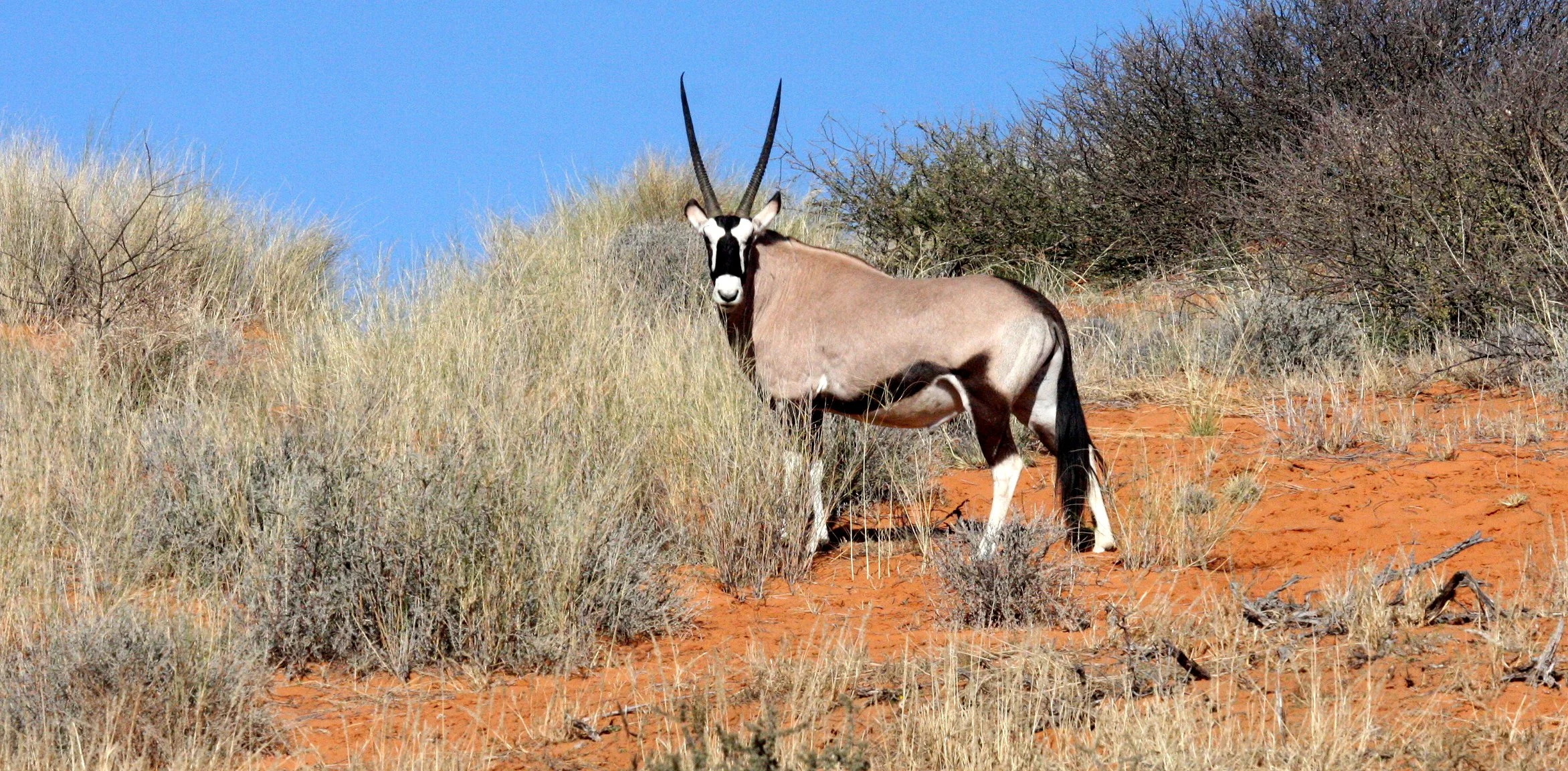 Genus Oryx gazella Gemsbok — Coke Smith Wildlife