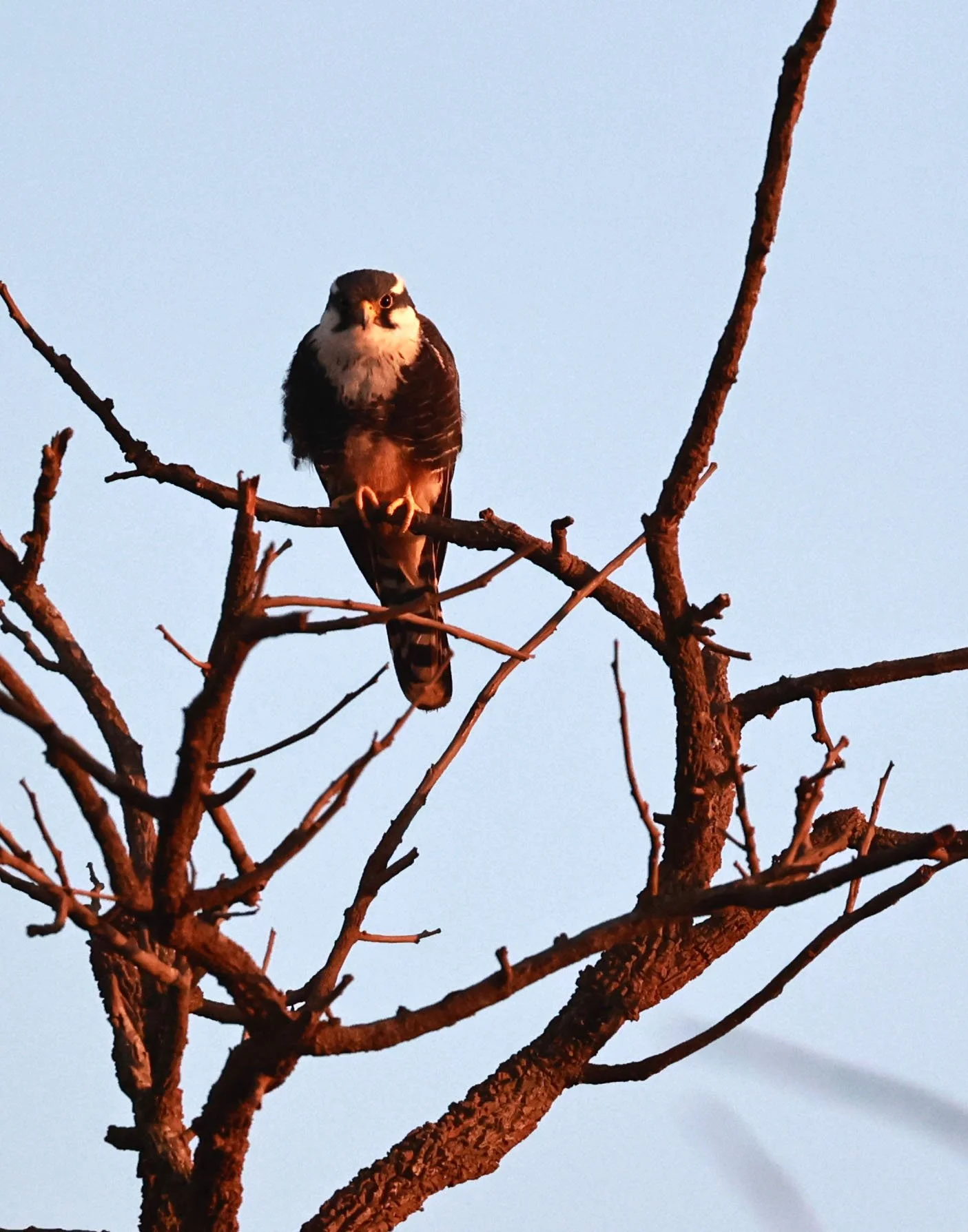 Aplomado Falcon (Falco femoralis) Emas National Park, Goias State ...