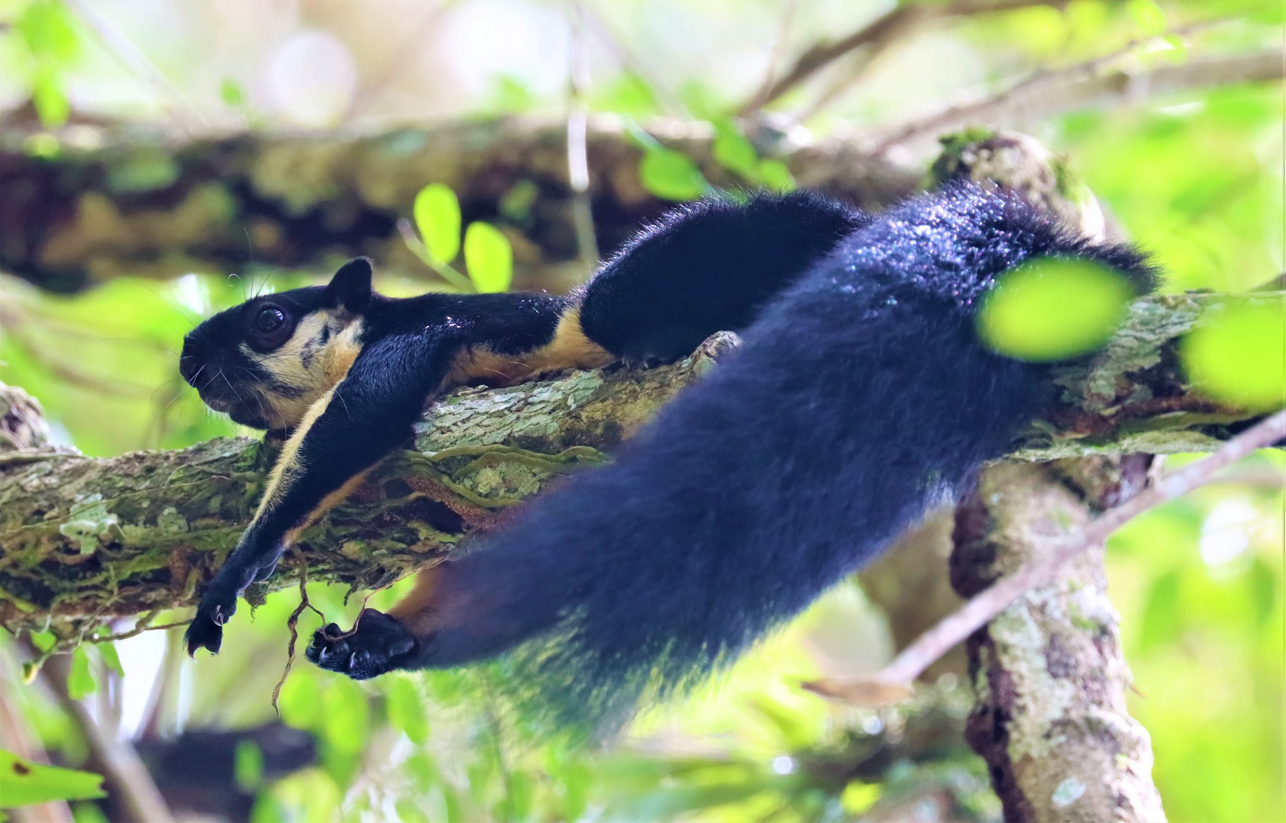 Ratufa bicolor - Black Giant Squirrel — Coke Smith Wildlife