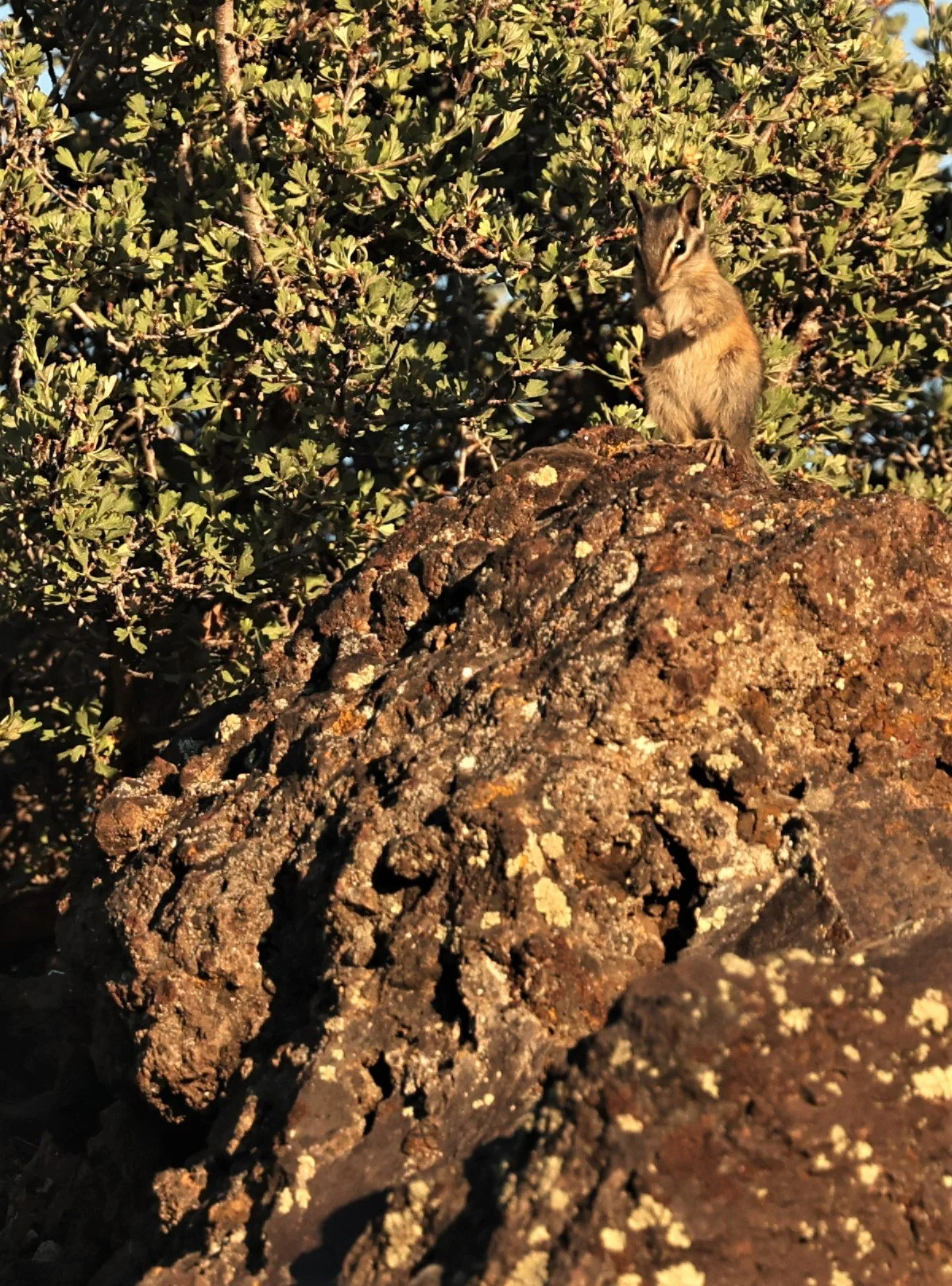 Genus Neotamias Western Chipmunks — Coke Smith Wildlife