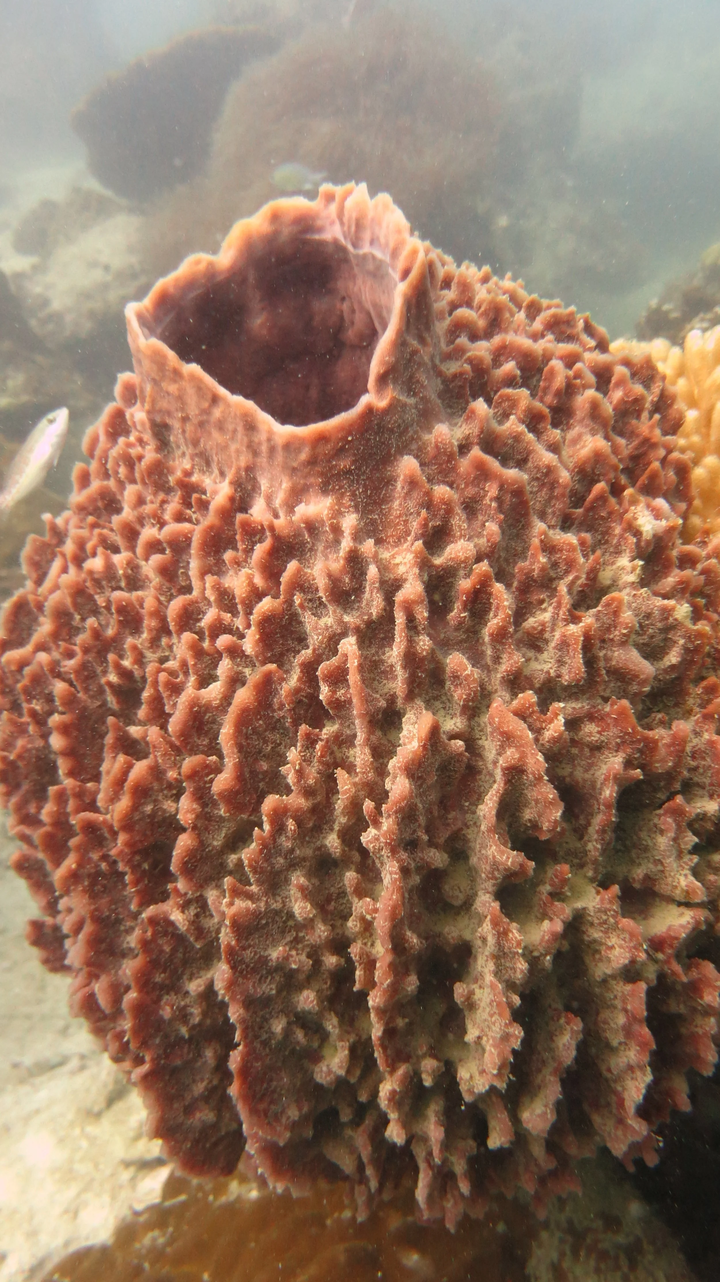 Phylum Porifera - Sponges — Coke Smith Wildlife