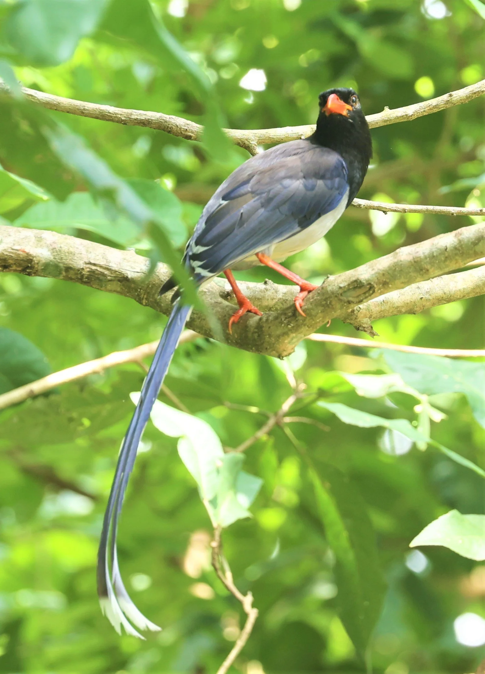 Genus Urocissa Blue Magpies — Coke Smith Wildlife