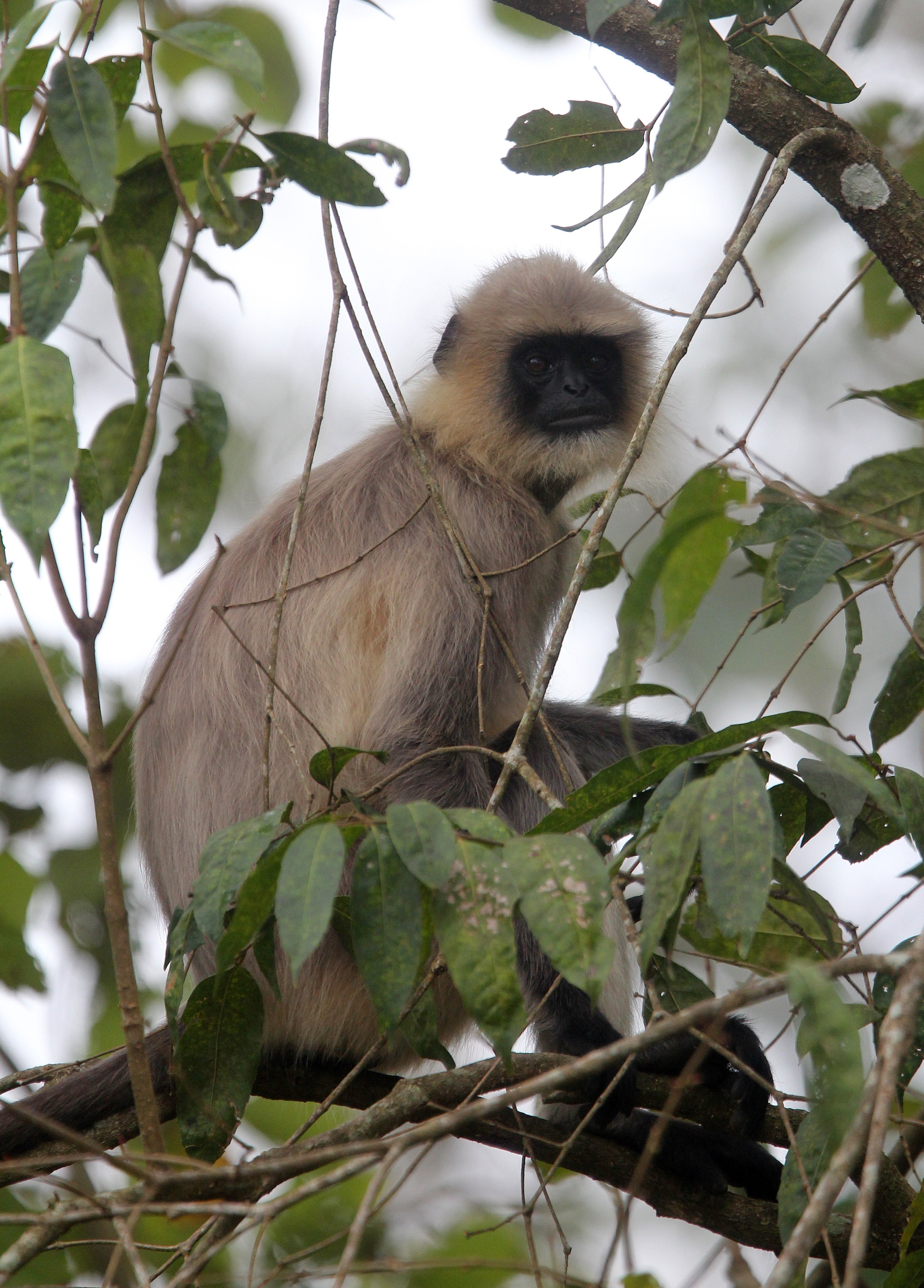 Semnopithecus hypoleucos Malabar Sacred Langurs — Coke Smith Wildlife