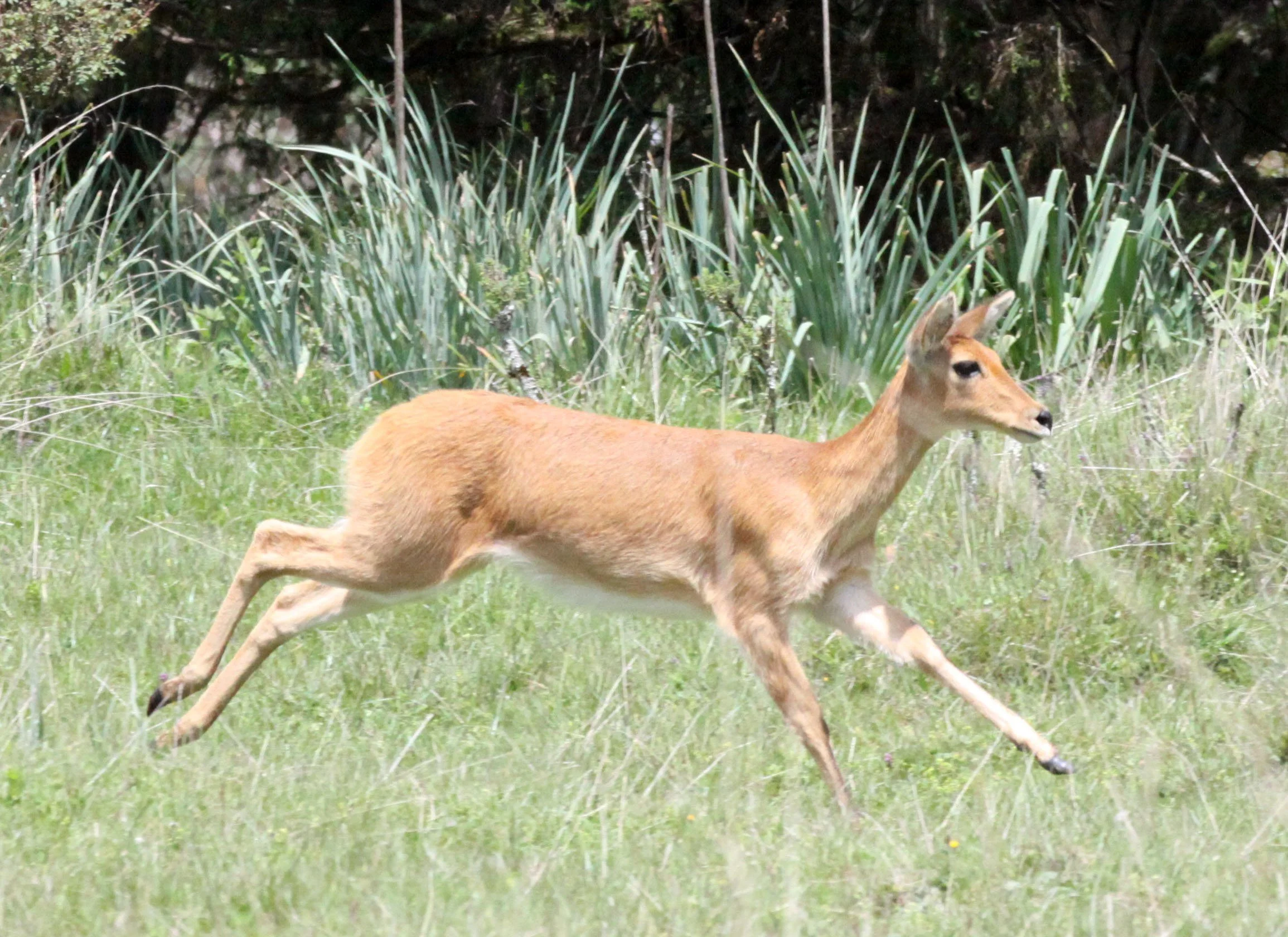 Genus Redunca Reedbucks — Coke Smith Wildlife