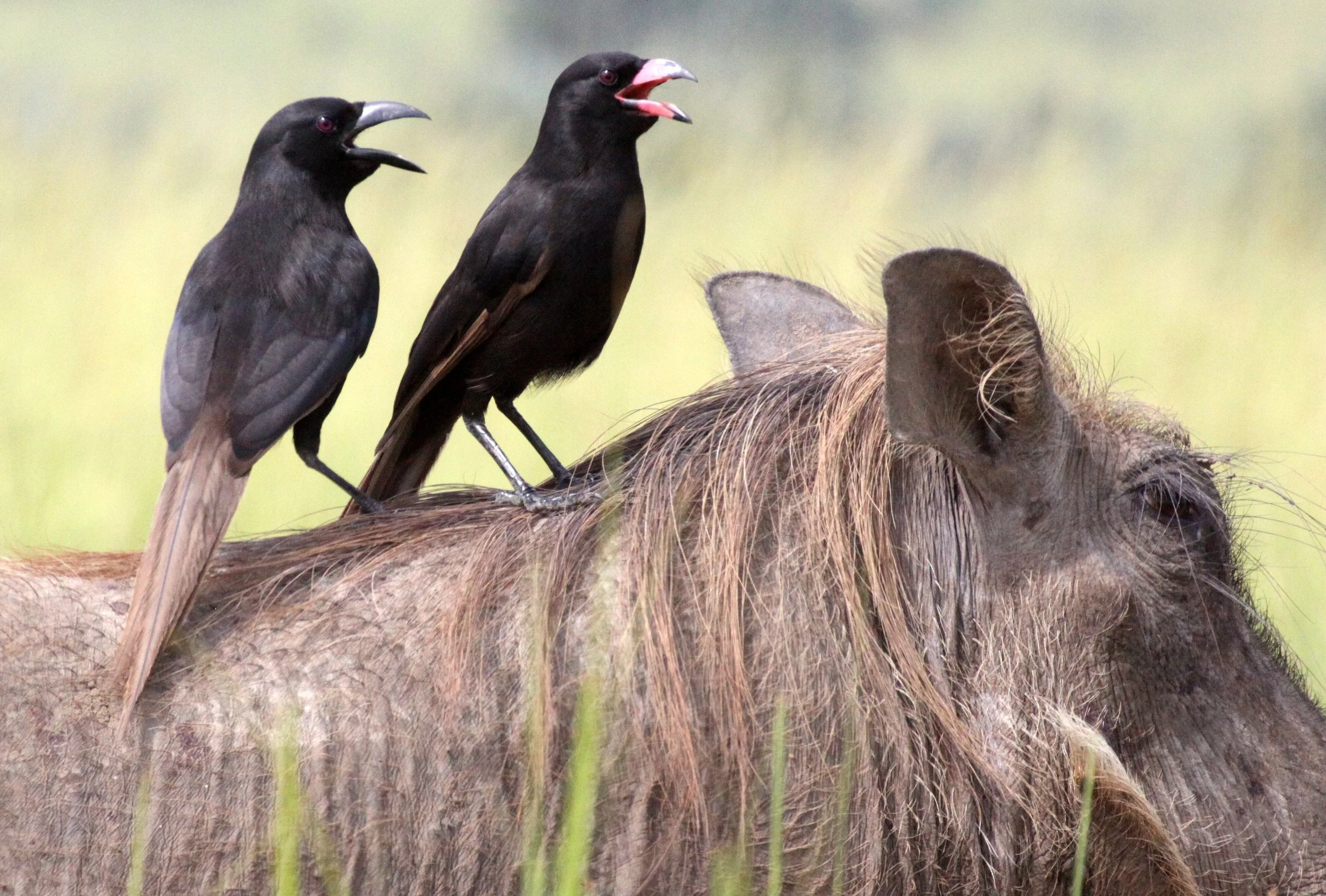 Piapiac (Ptilostomus afer) Uganda — Coke Smith Wildlife