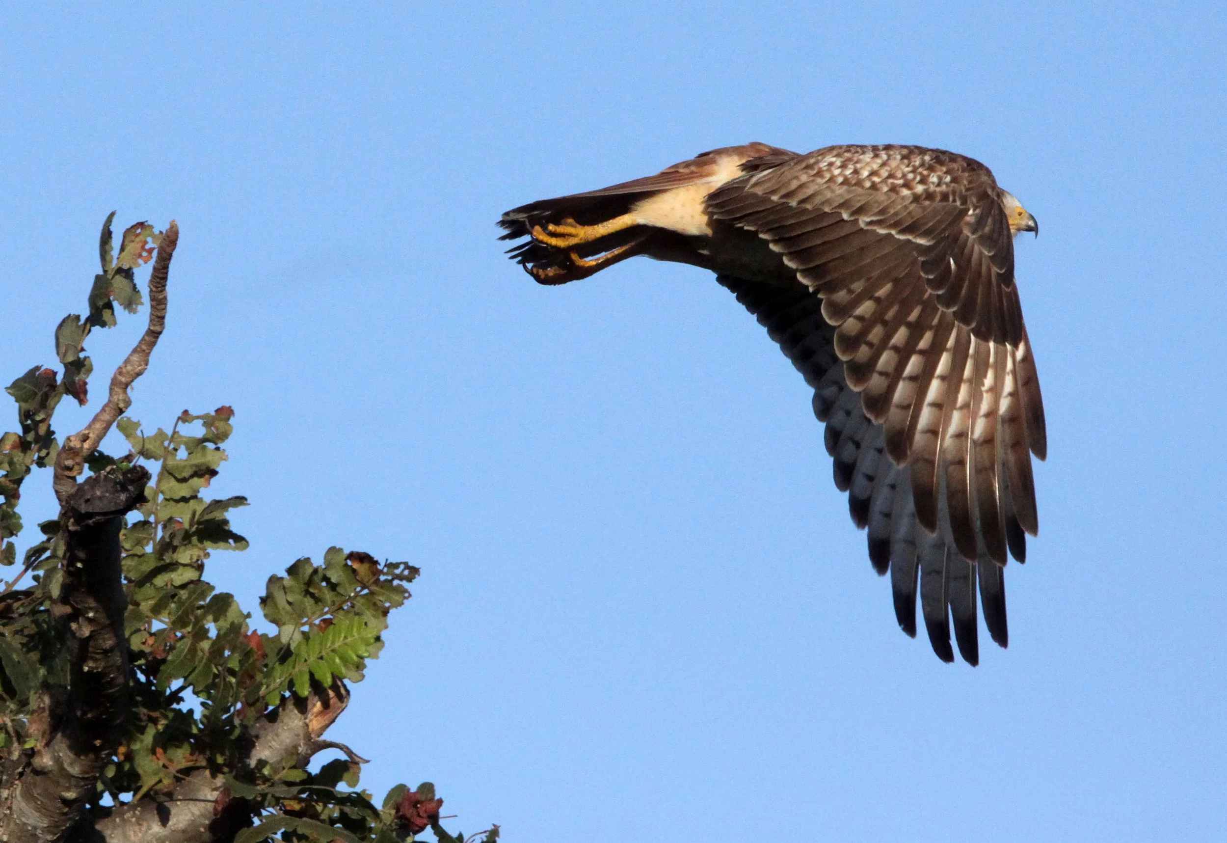Genus Circaetus, Snake Eagles — Coke Smith Wildlife