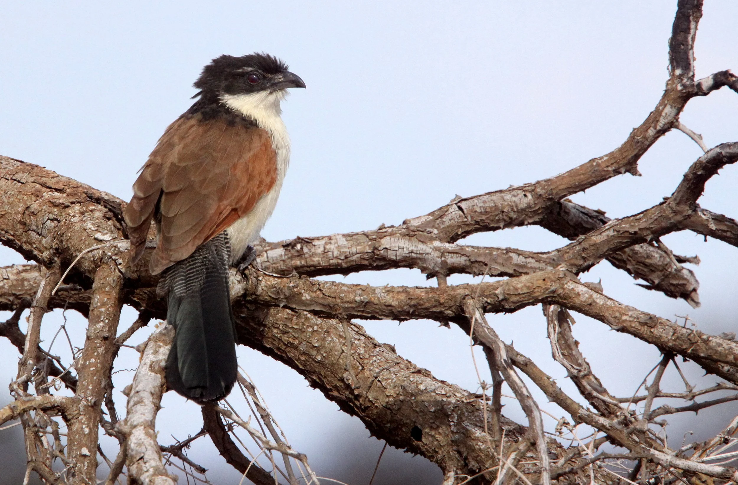 Genus Centropus Coucals — Coke Smith Wildlife