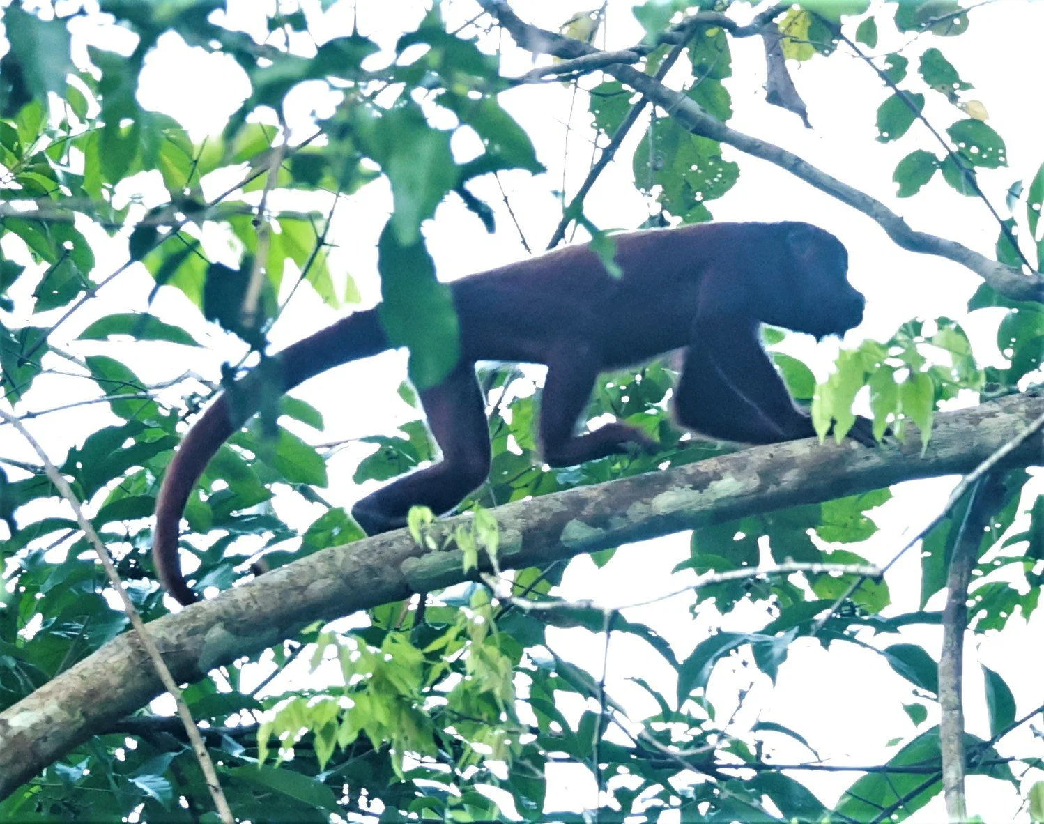 Colombian Red Howler or Venezuelan Red Howler (Alouatta seniculus ...