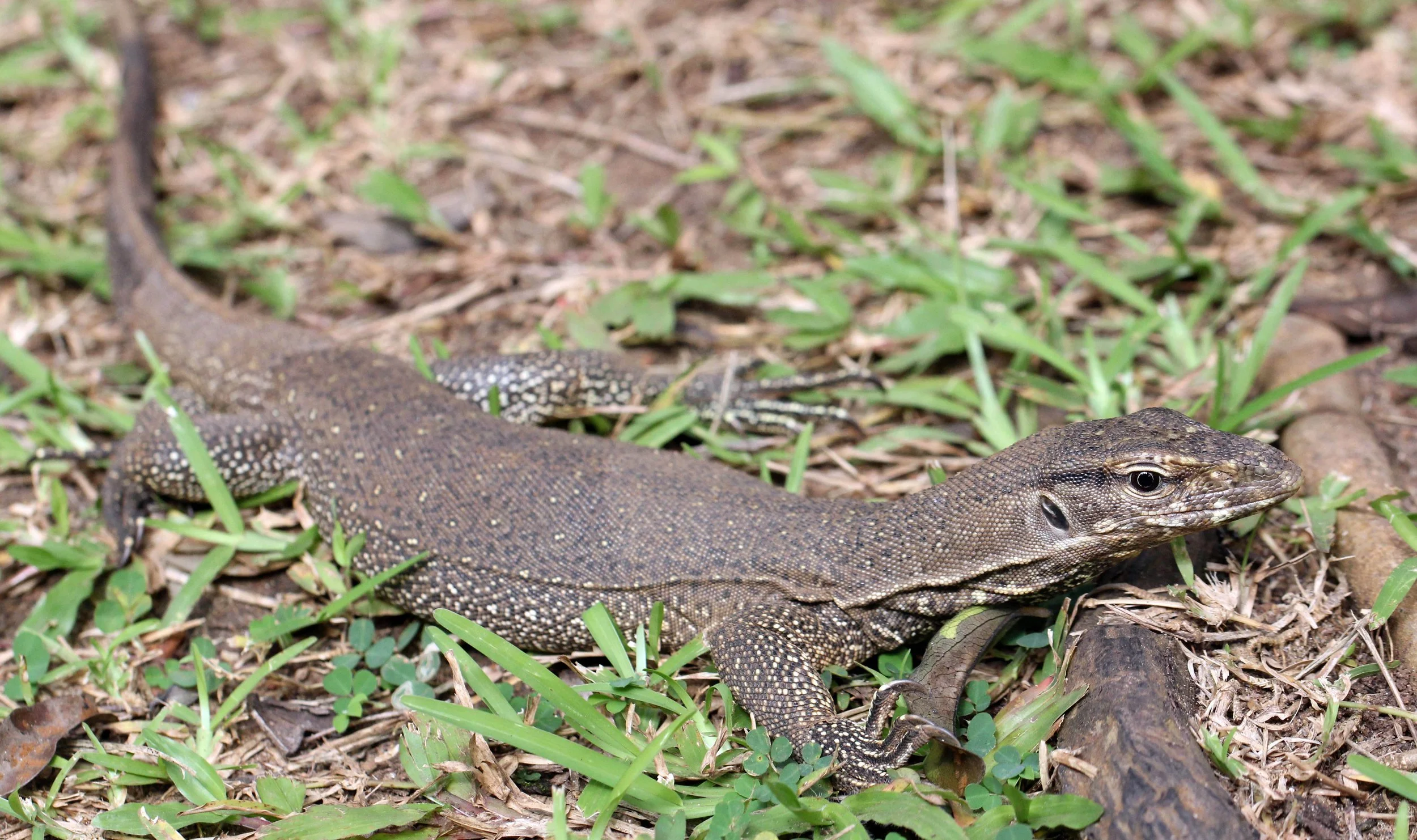 Family Varanidae - Monitor Lizards — Coke Smith Wildlife
