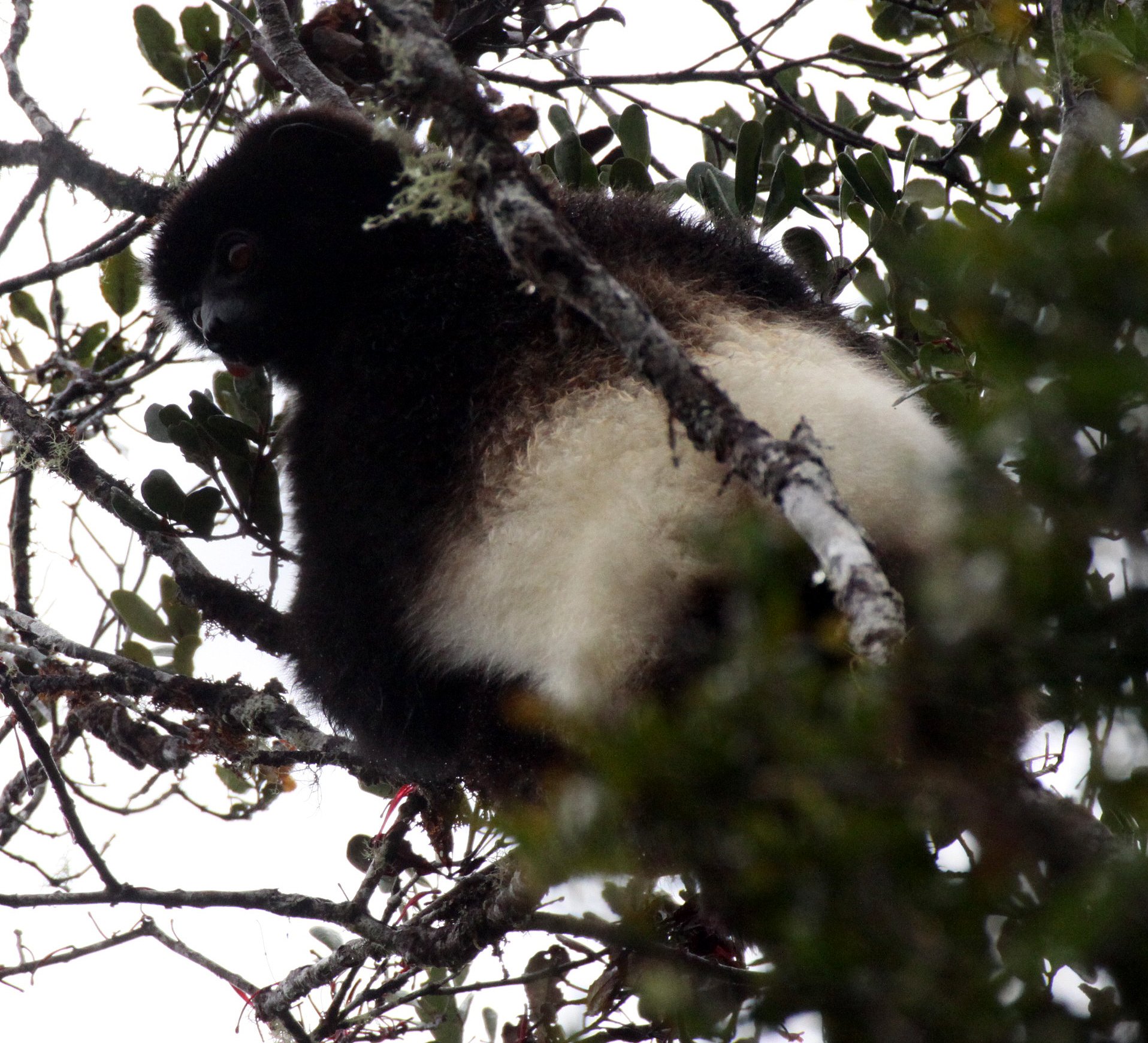 Propithecus edwardsi Milne-Edwards Sifaka — Coke Smith Wildlife