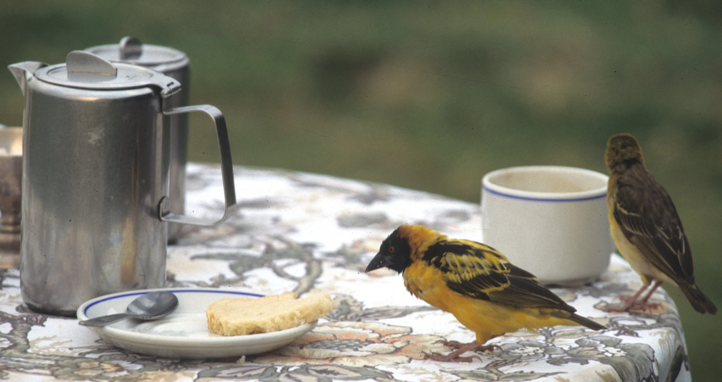 Fox's Weaver (Ploceus spekeoides) Queen Elizabeth NP, Uganda — Coke ...