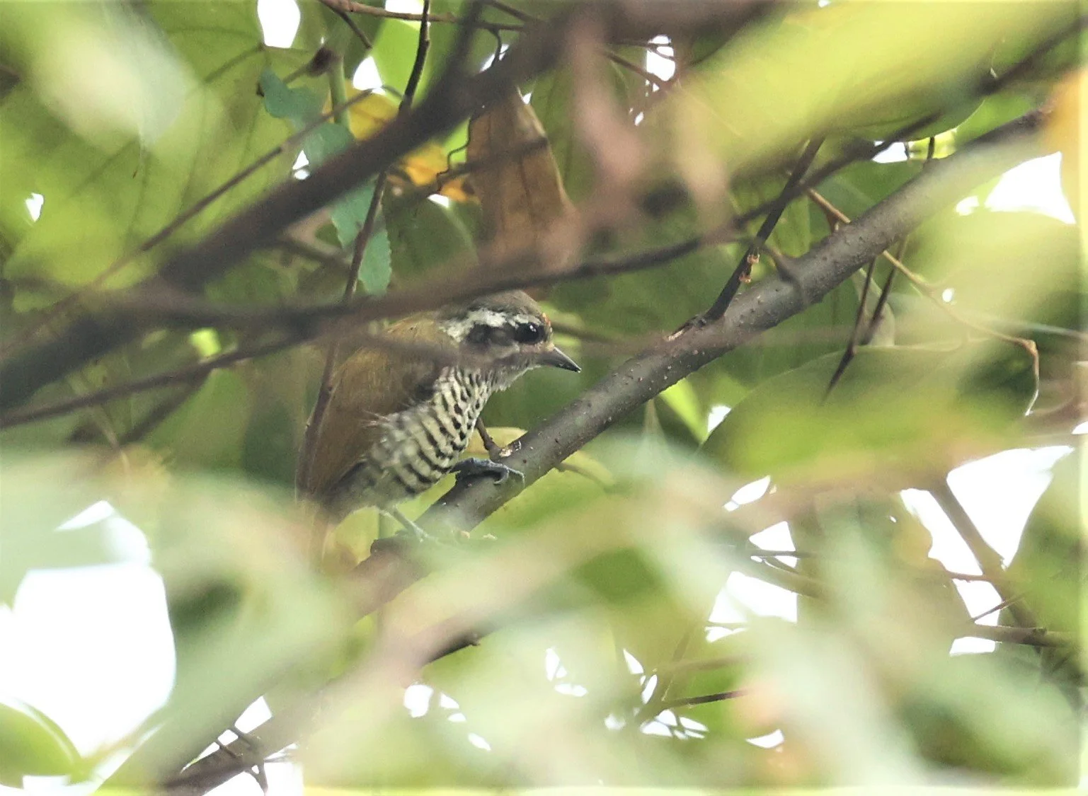 Speckled Piculet (Picumnus innominatus) Thailand — Coke Smith Wildlife