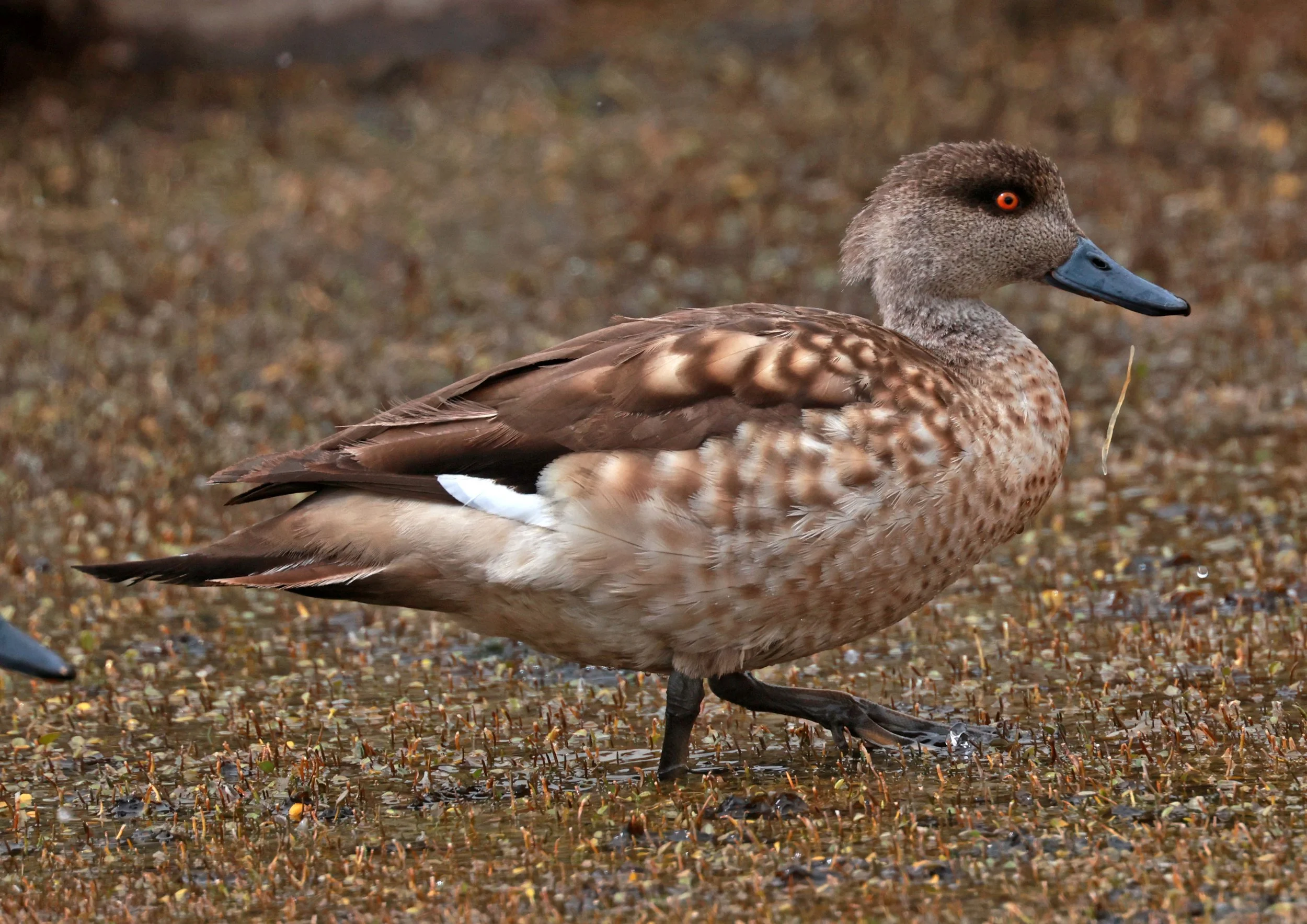 Birds of Lauca National Park, Chile — Coke Smith Wildlife