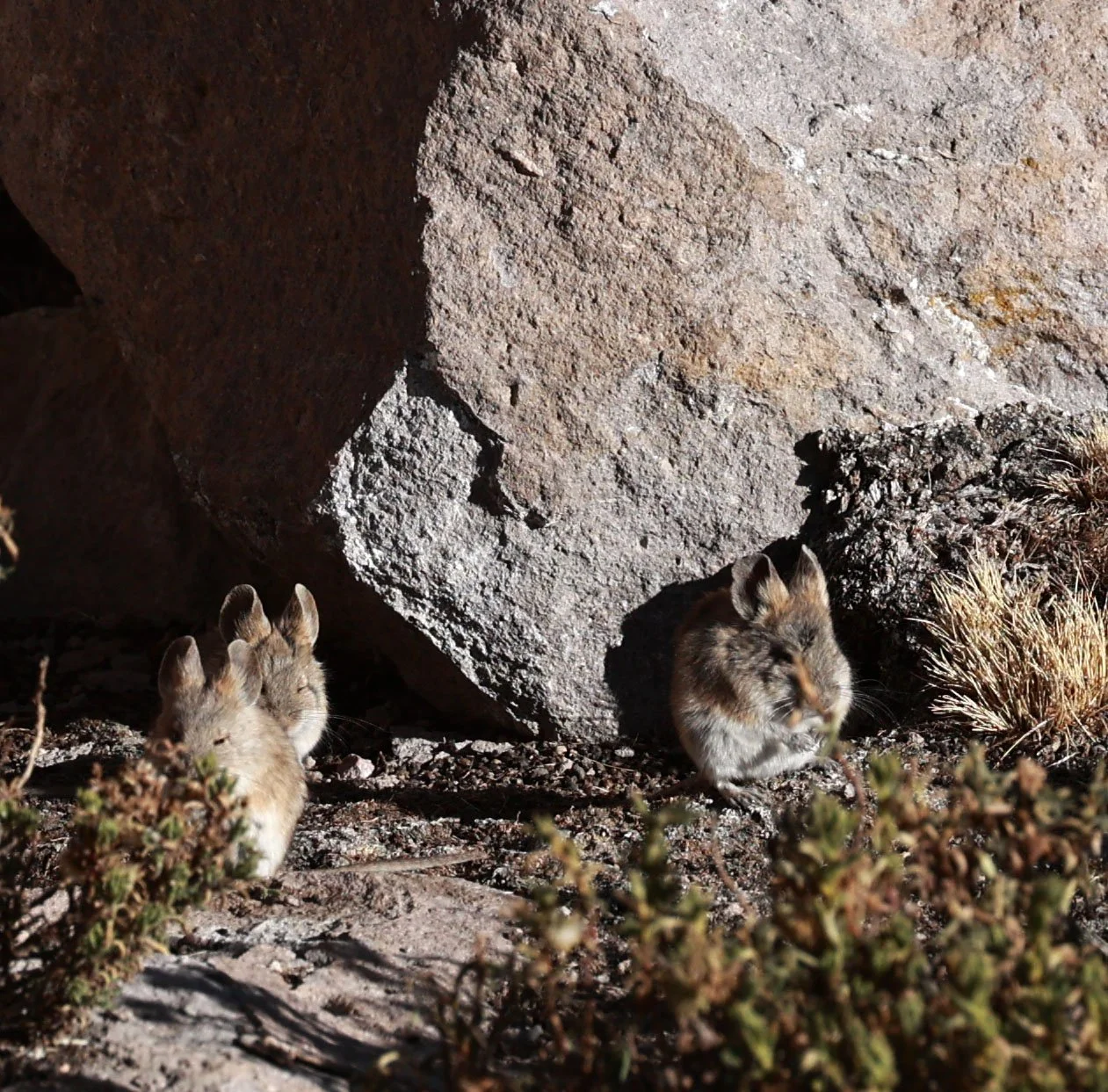 Bolivian Big-eared Mouse (Auliscomys boliviensis) — Coke Smith Wildlife