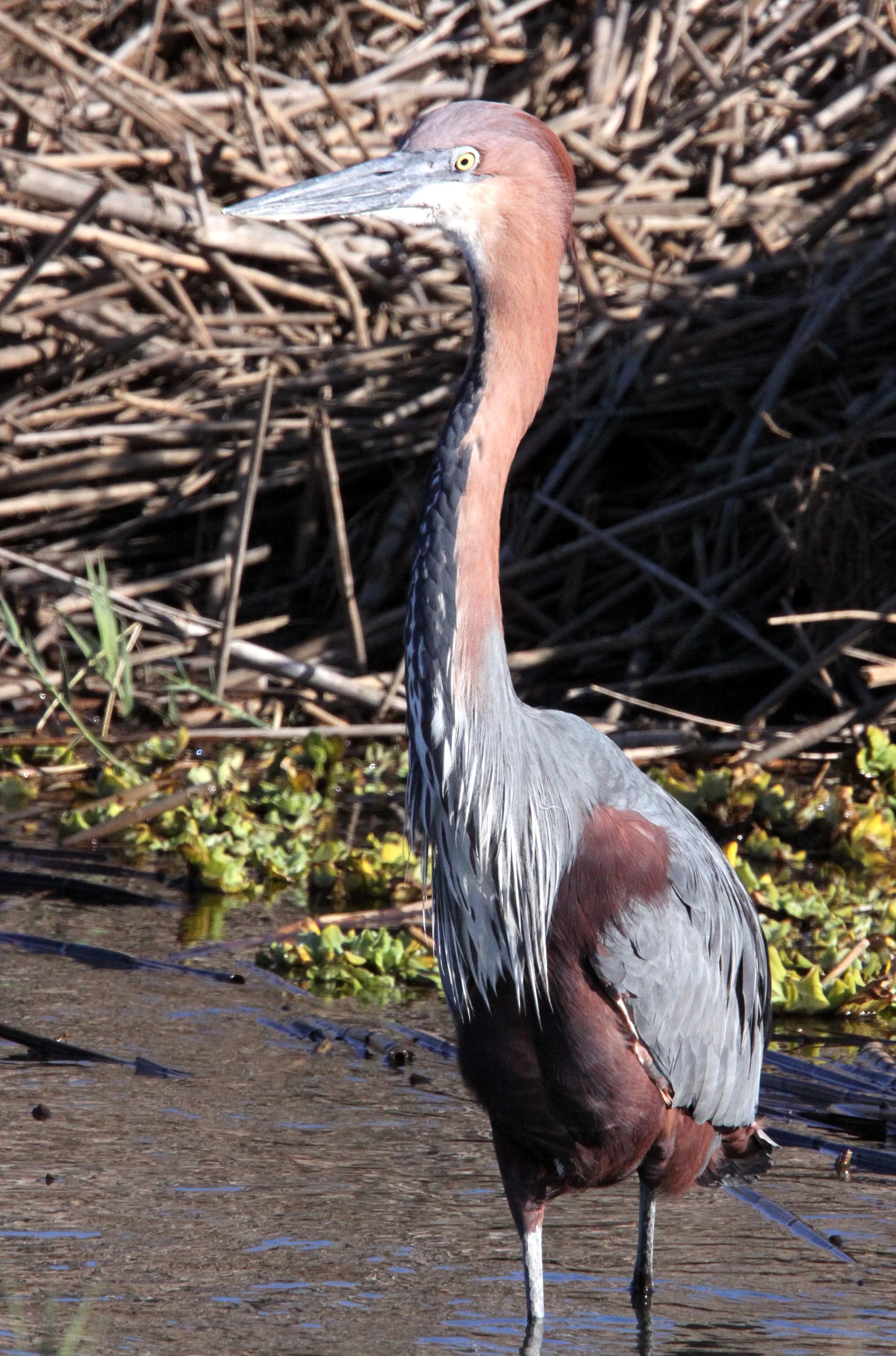 Goliath Heron (Ardea goliath) — Coke Smith Wildlife