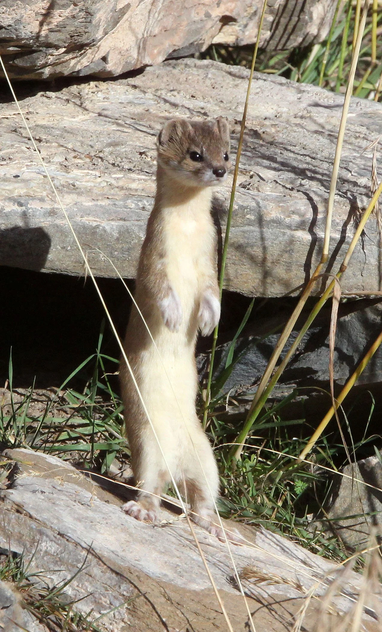 Genus Mustela Weasels — Coke Smith Wildlife