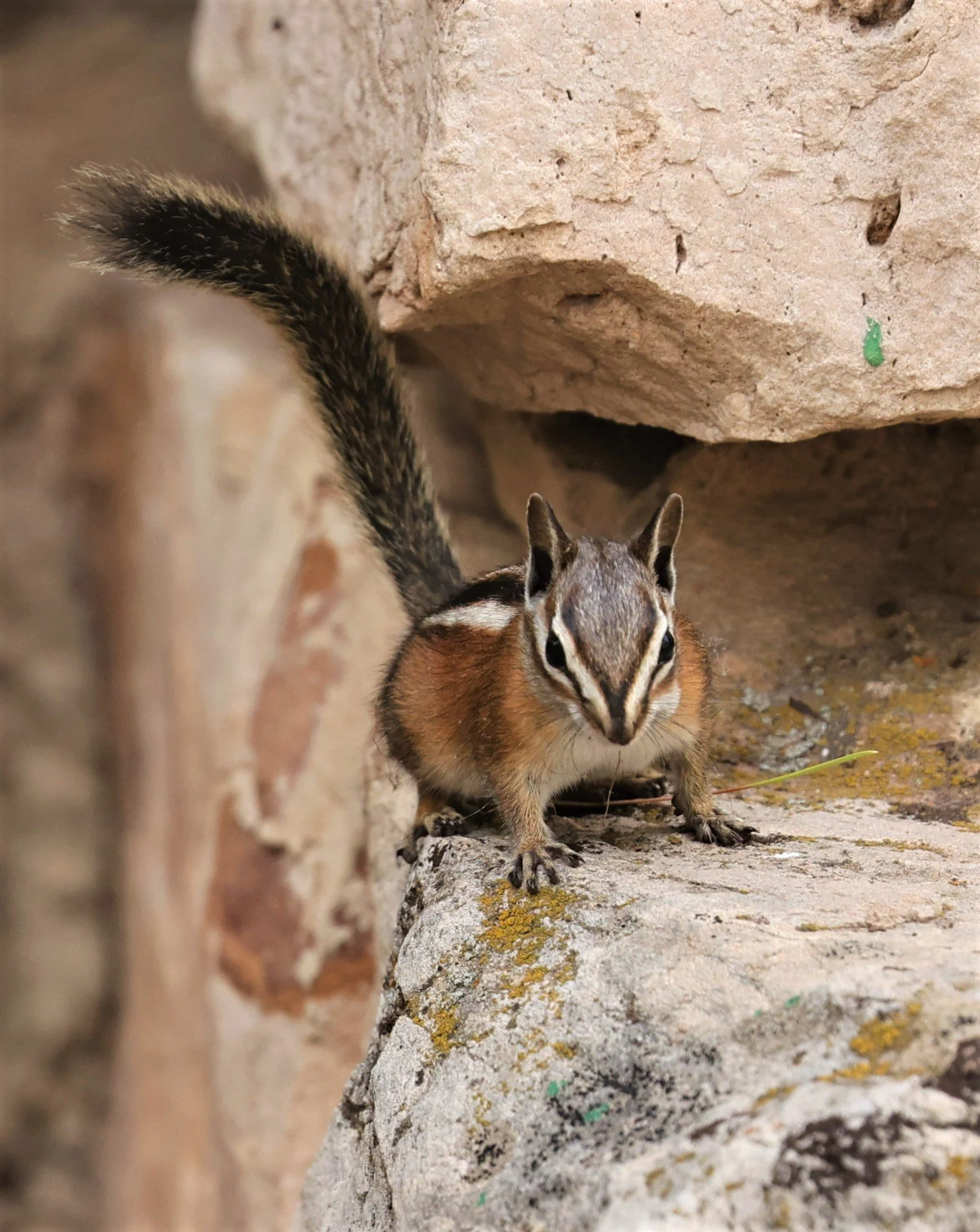 Genus Neotamias Western Chipmunks — Coke Smith Wildlife