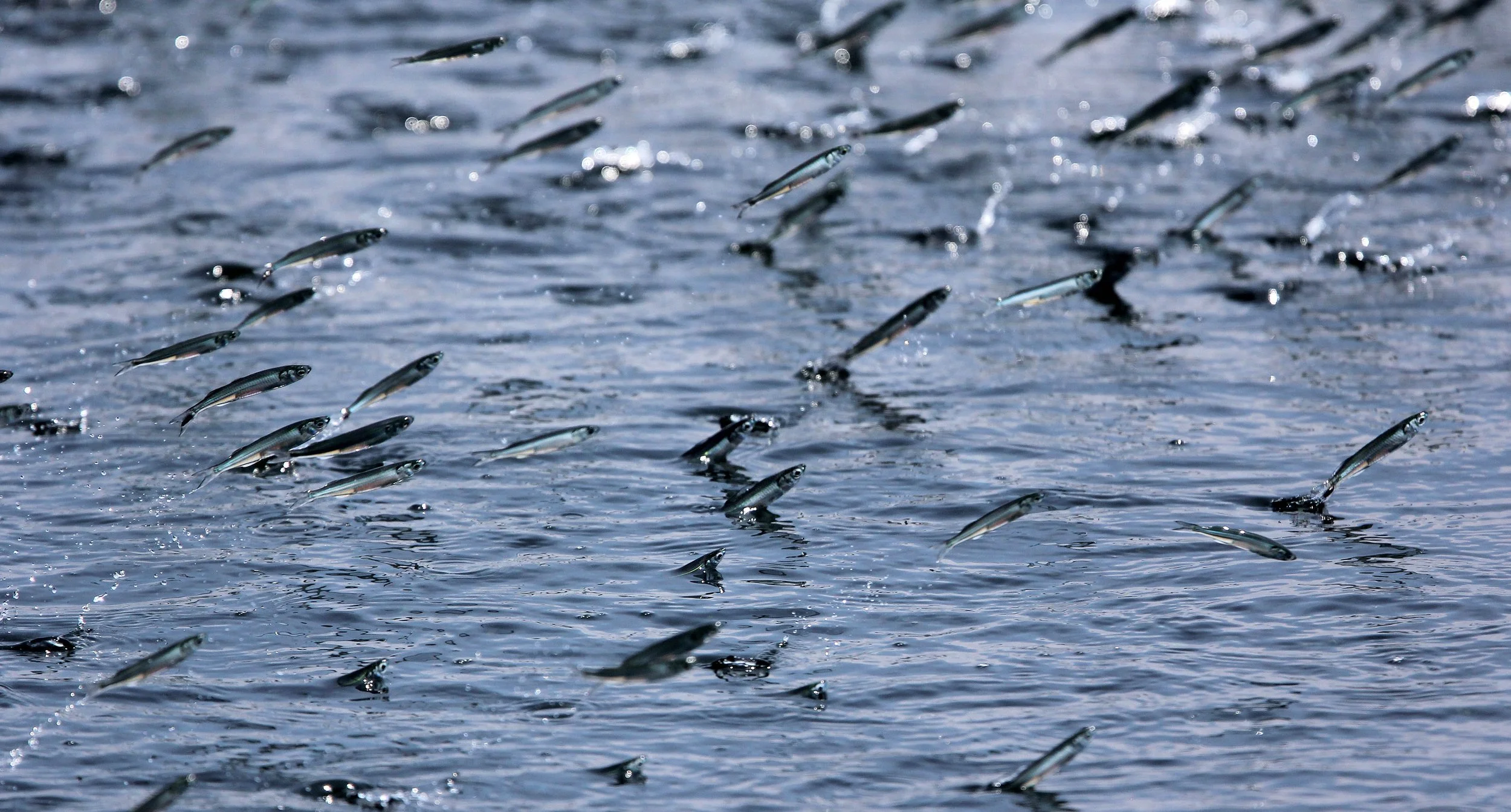 Family Engraulidae (Anchovies) & Shoals of Fry ("Glassfish") — Coke ...