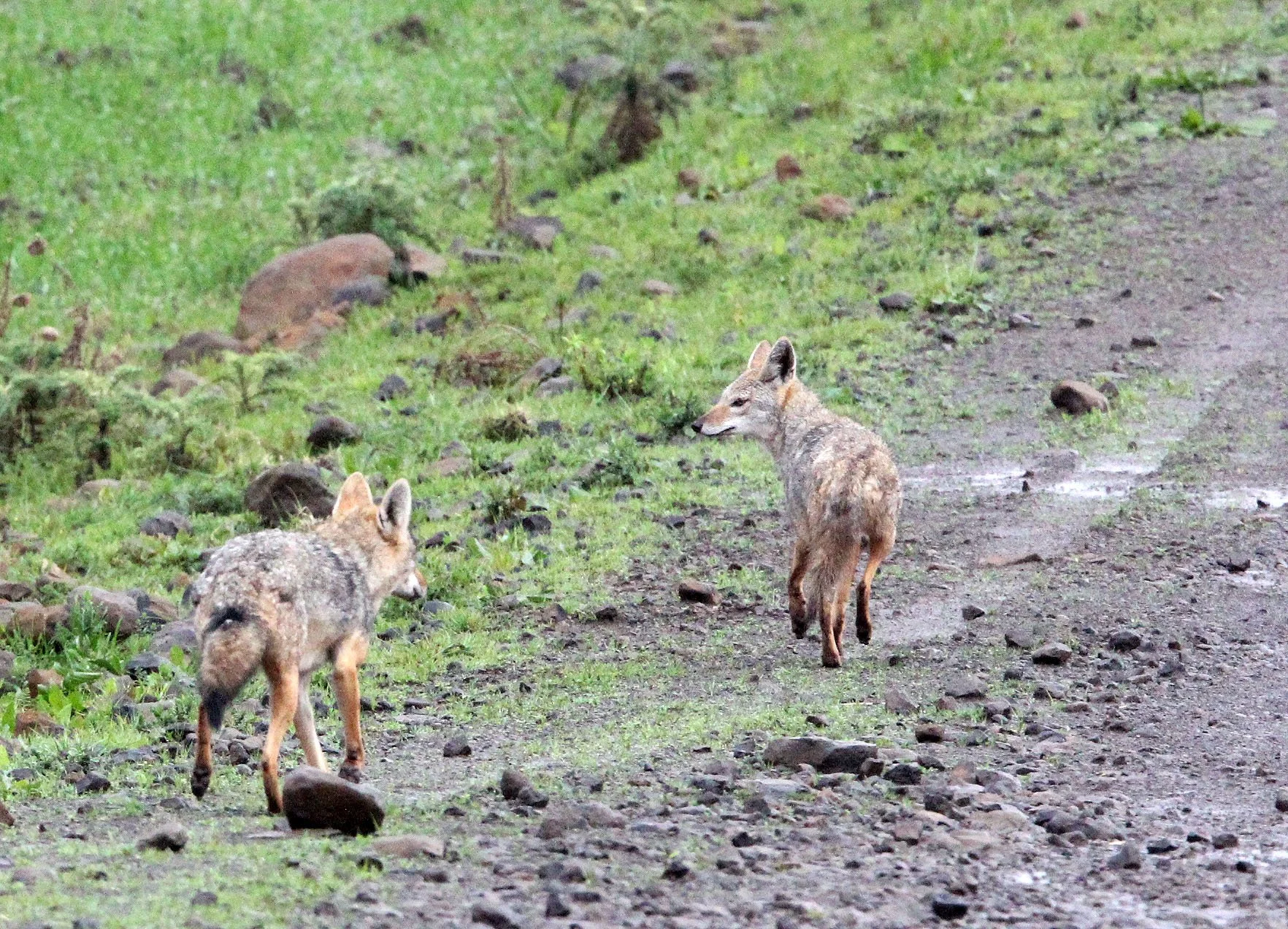 Canis lupaster African Wolf — Coke Smith Wildlife