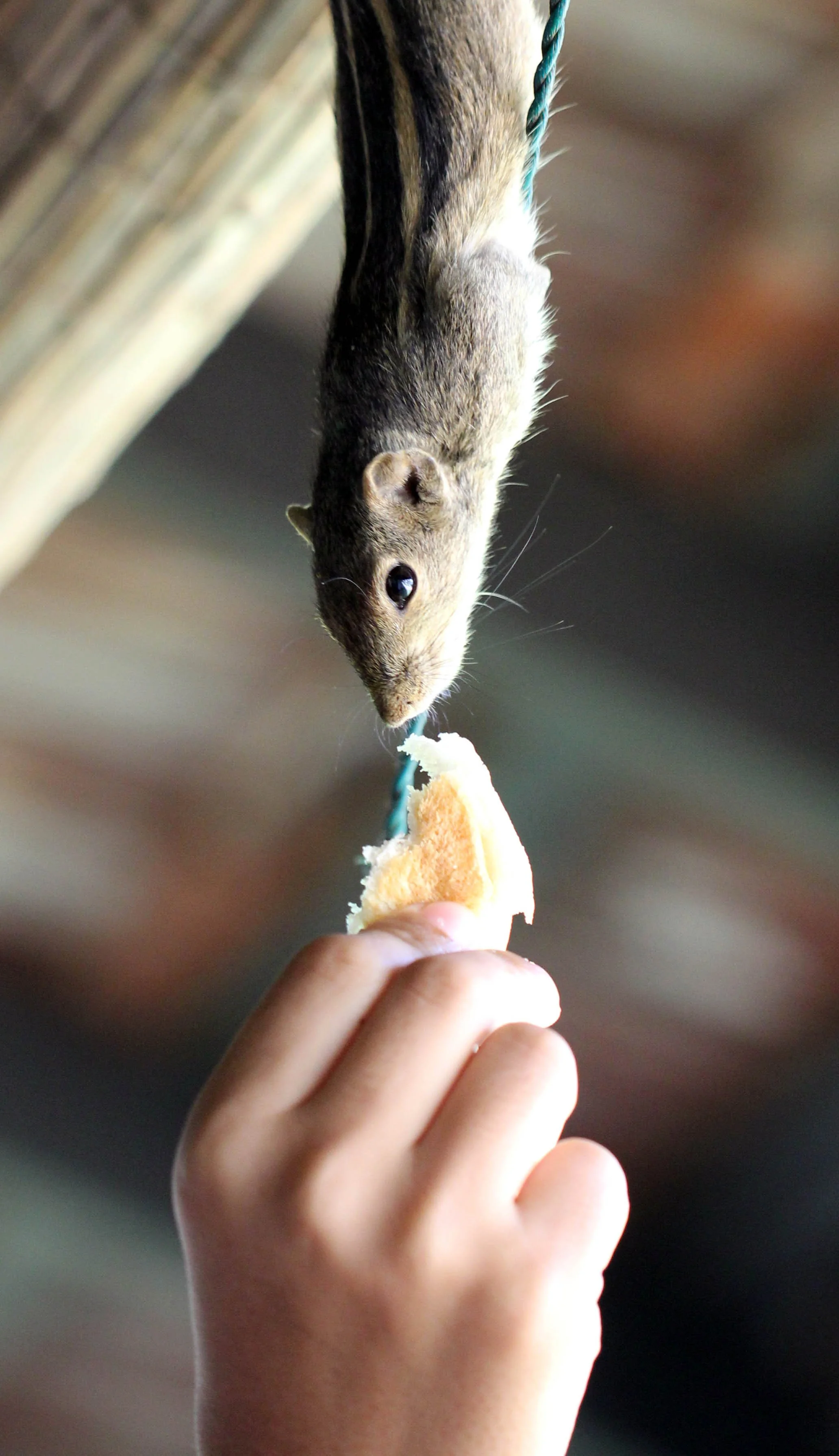 Genus Funambulus - Palm Squirrel — Coke Smith Wildlife