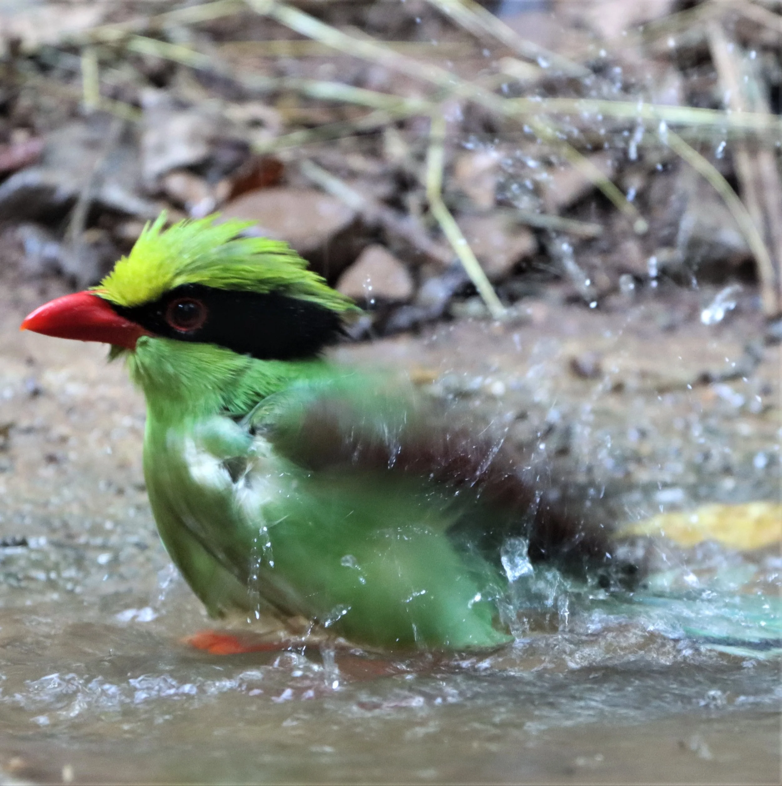 Common Green Magpie (Cissa chinensis) Thailand — Coke Smith Wildlife