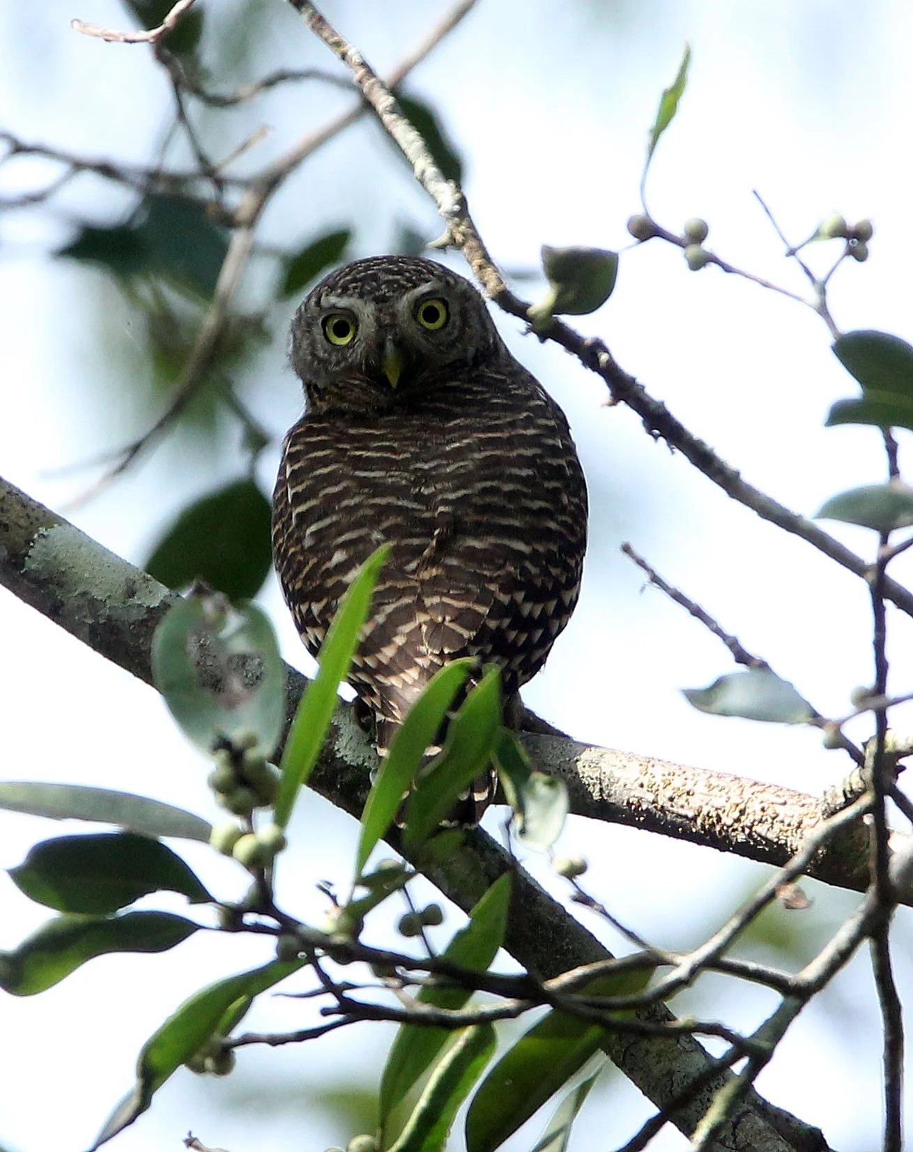 Genus Glaucidium, Owlets — Coke Smith Wildlife