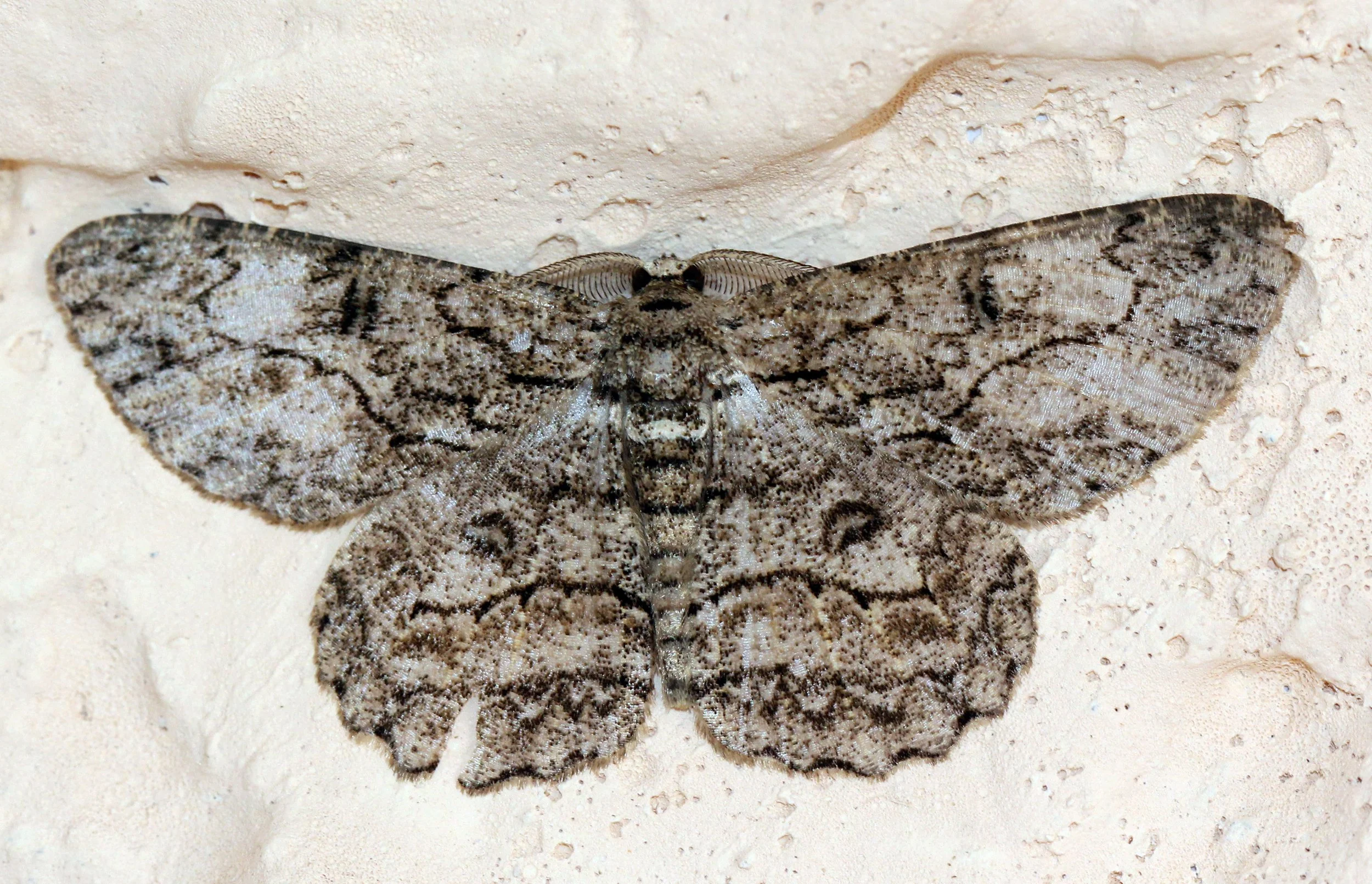 Family Geometridae - Geometer Moths — Coke Smith Wildlife