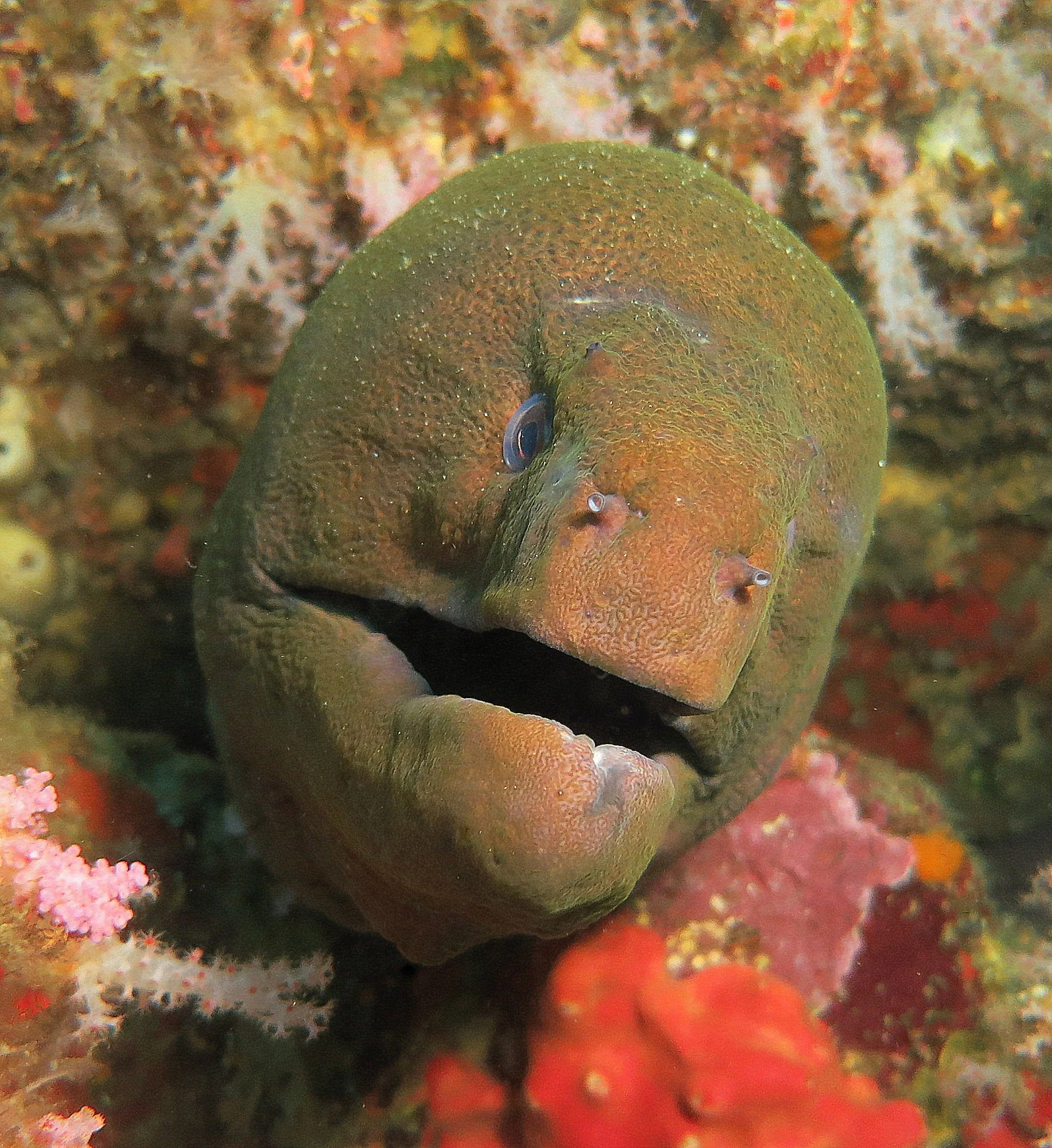 Family Muraenidae - Moray — Coke Smith Wildlife