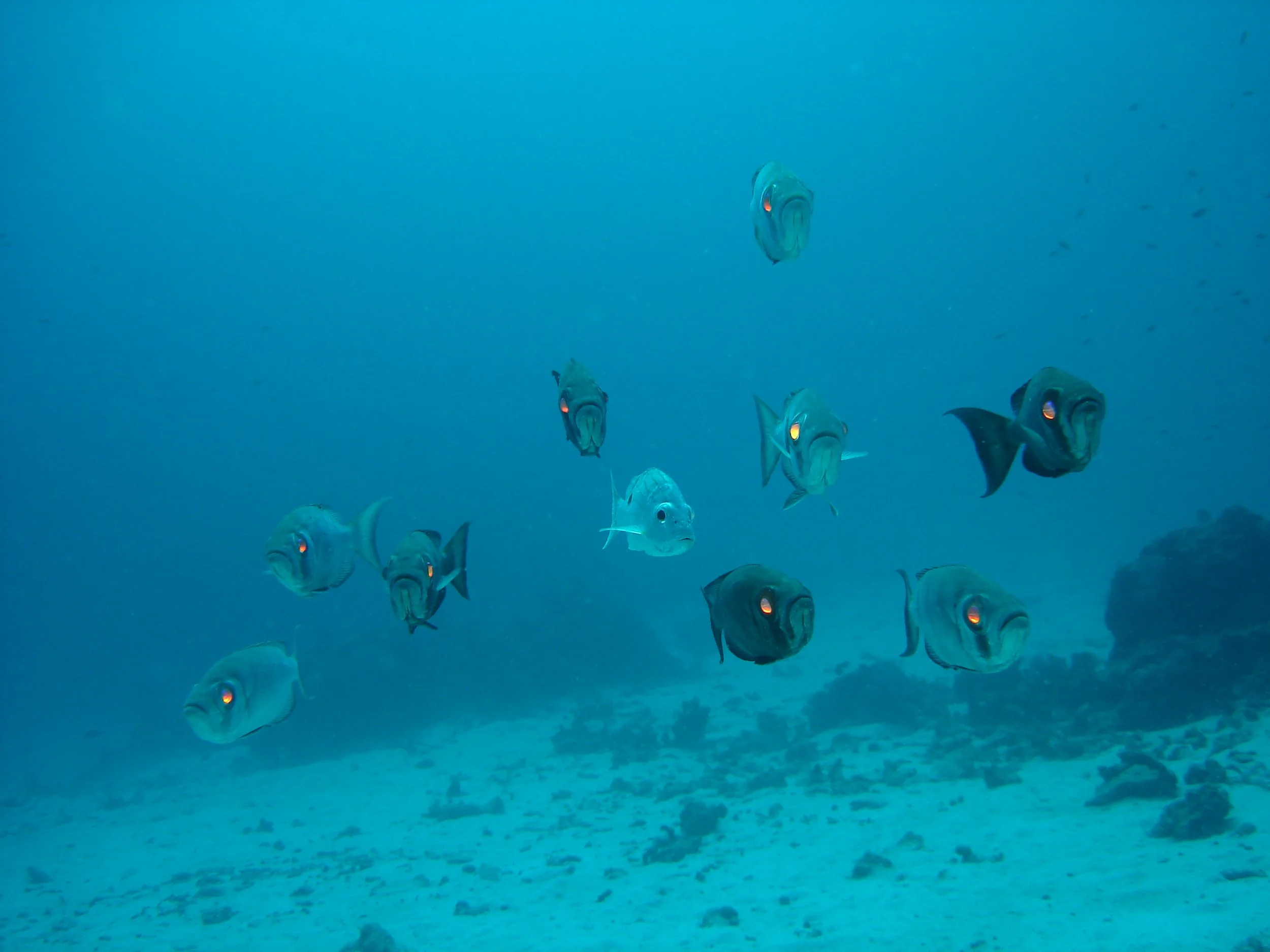 Family Priacanthidae - Bigeyes — Coke Smith Wildlife