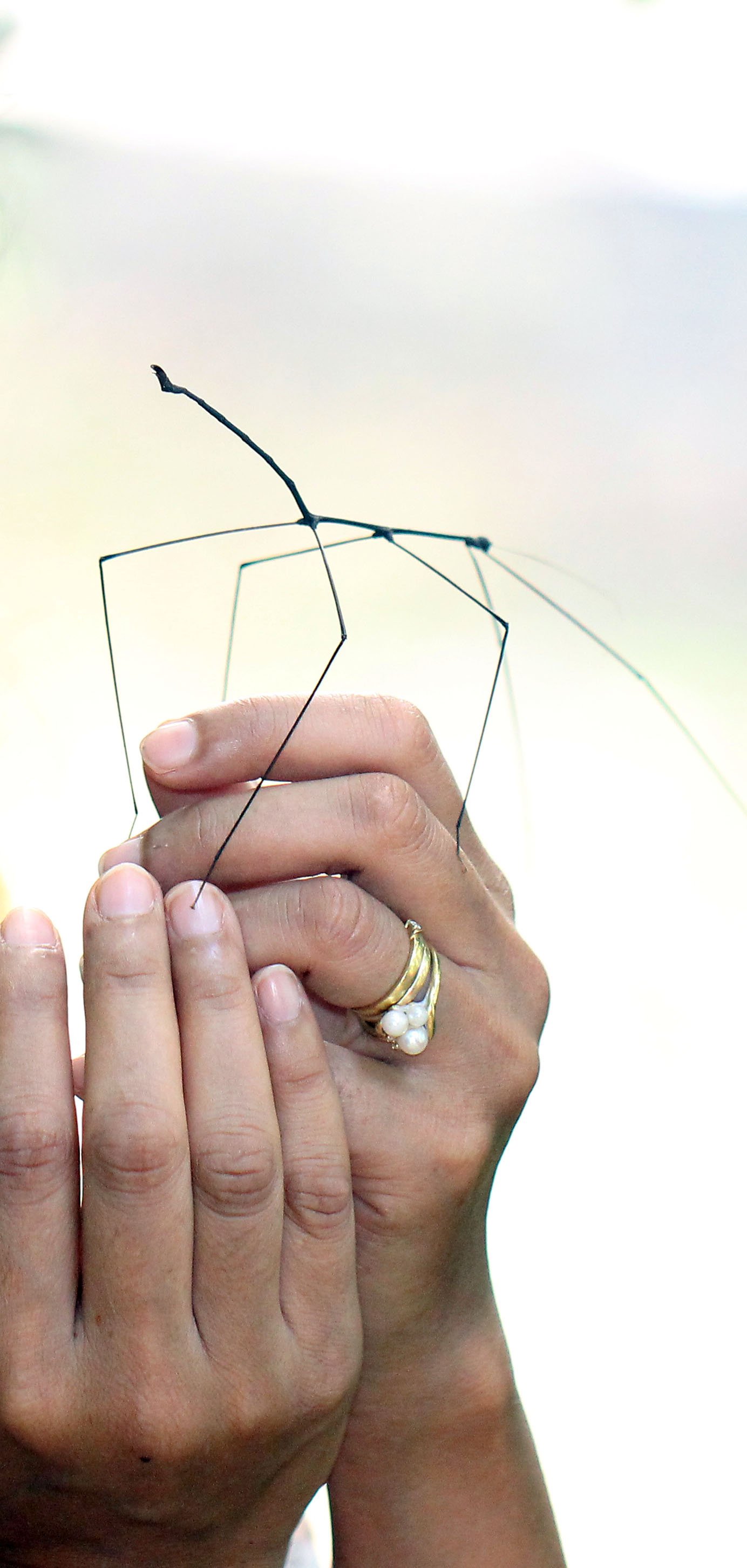 Order Phasmatodea - Walking Sticks — Coke Smith Wildlife