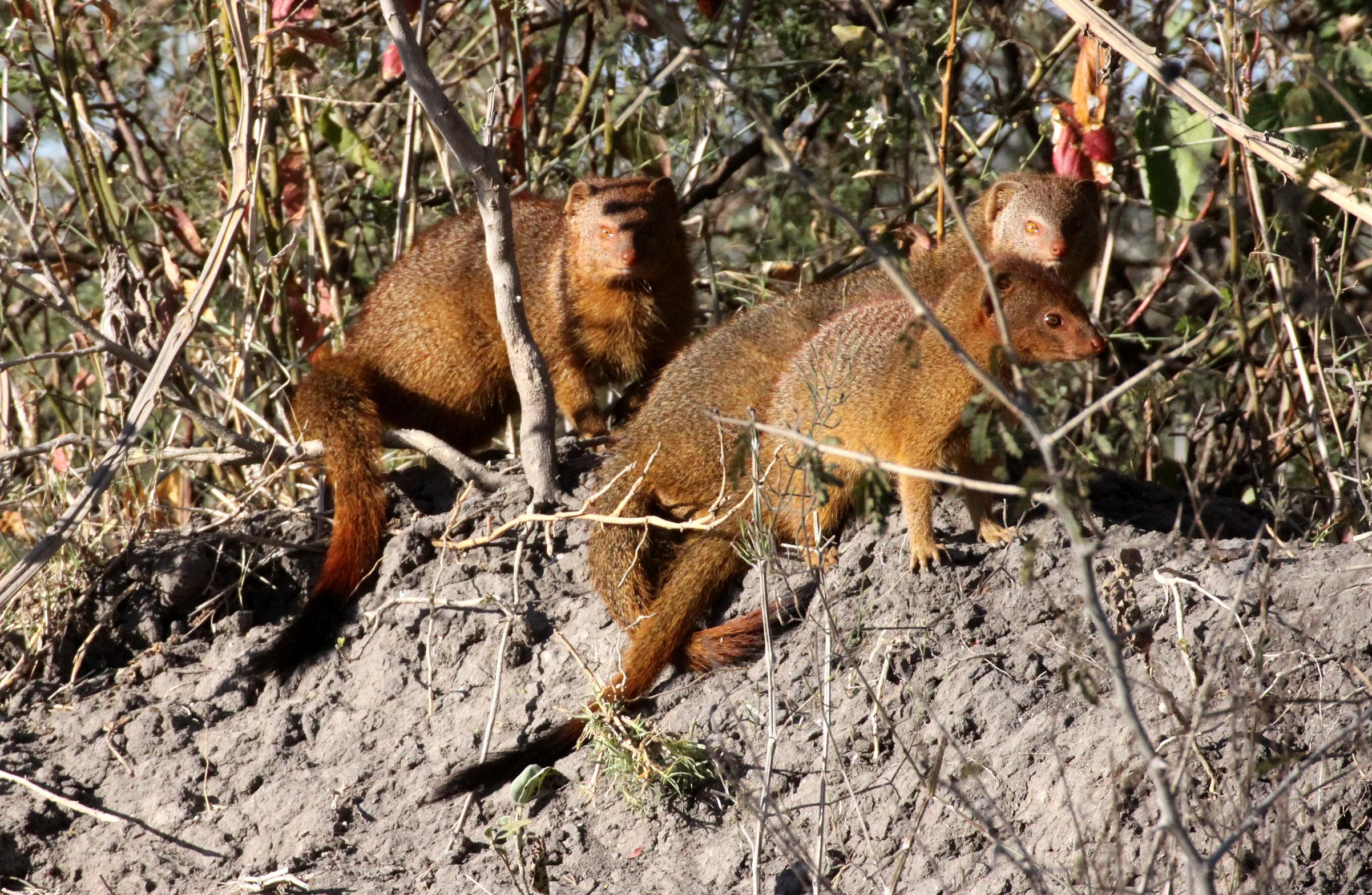 Herpestes sanguinea - Slender Mongoose — Coke Smith Wildlife