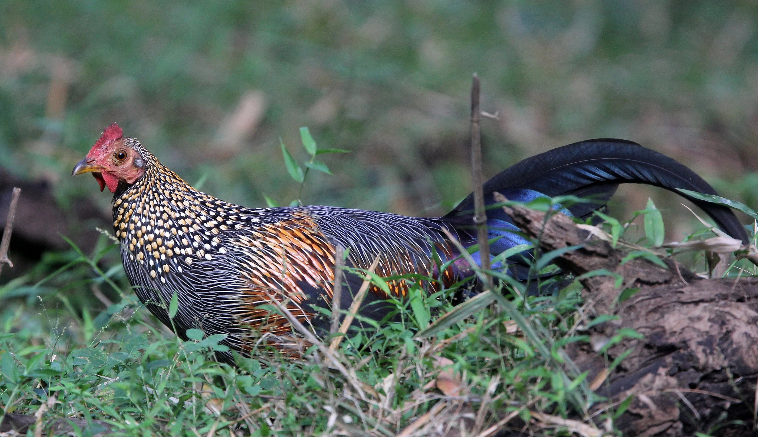 Genus Gallus, Jungle Fowl — Coke Smith Wildlife