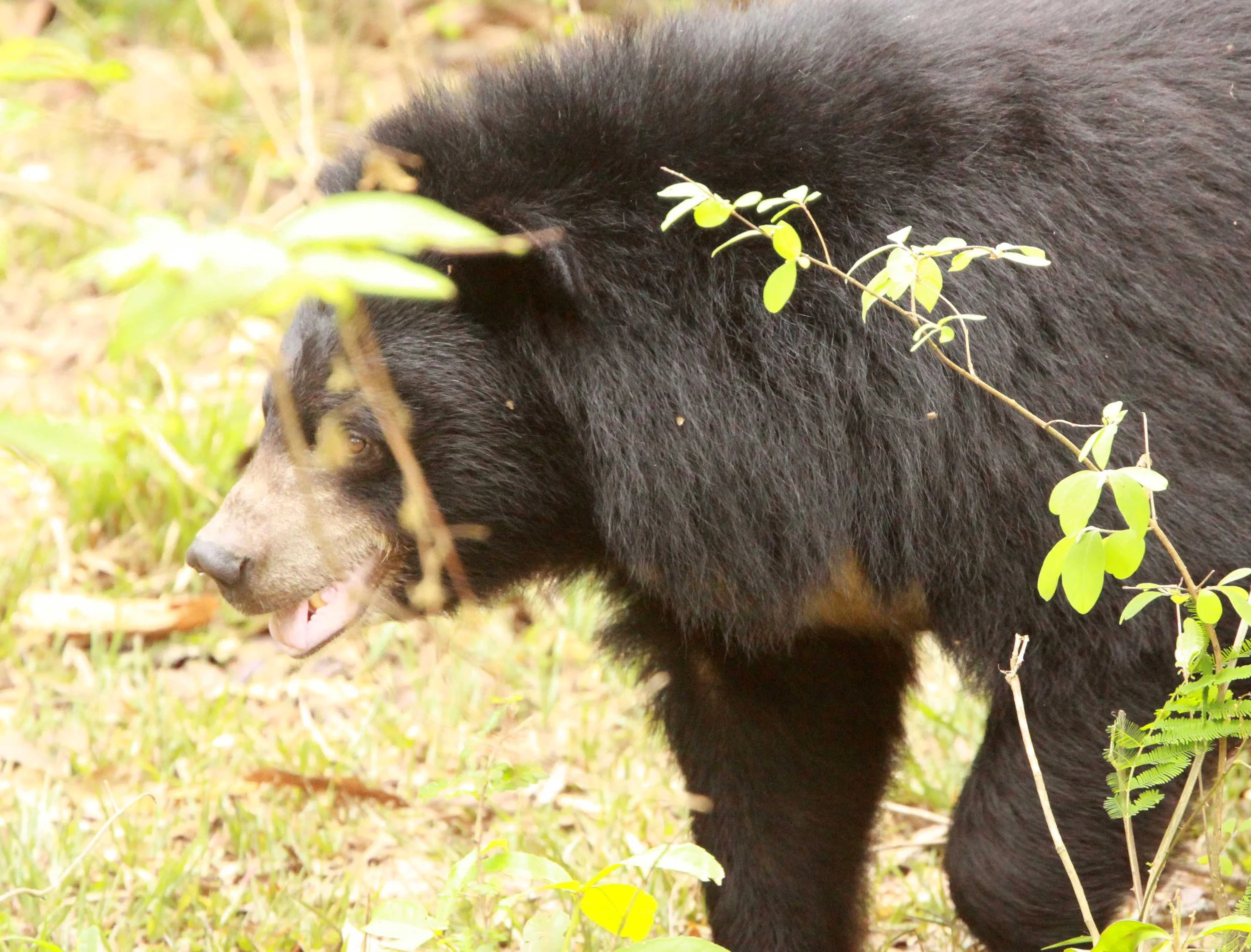 Ursus thibetanus Asian Black Bear — Coke Smith Wildlife