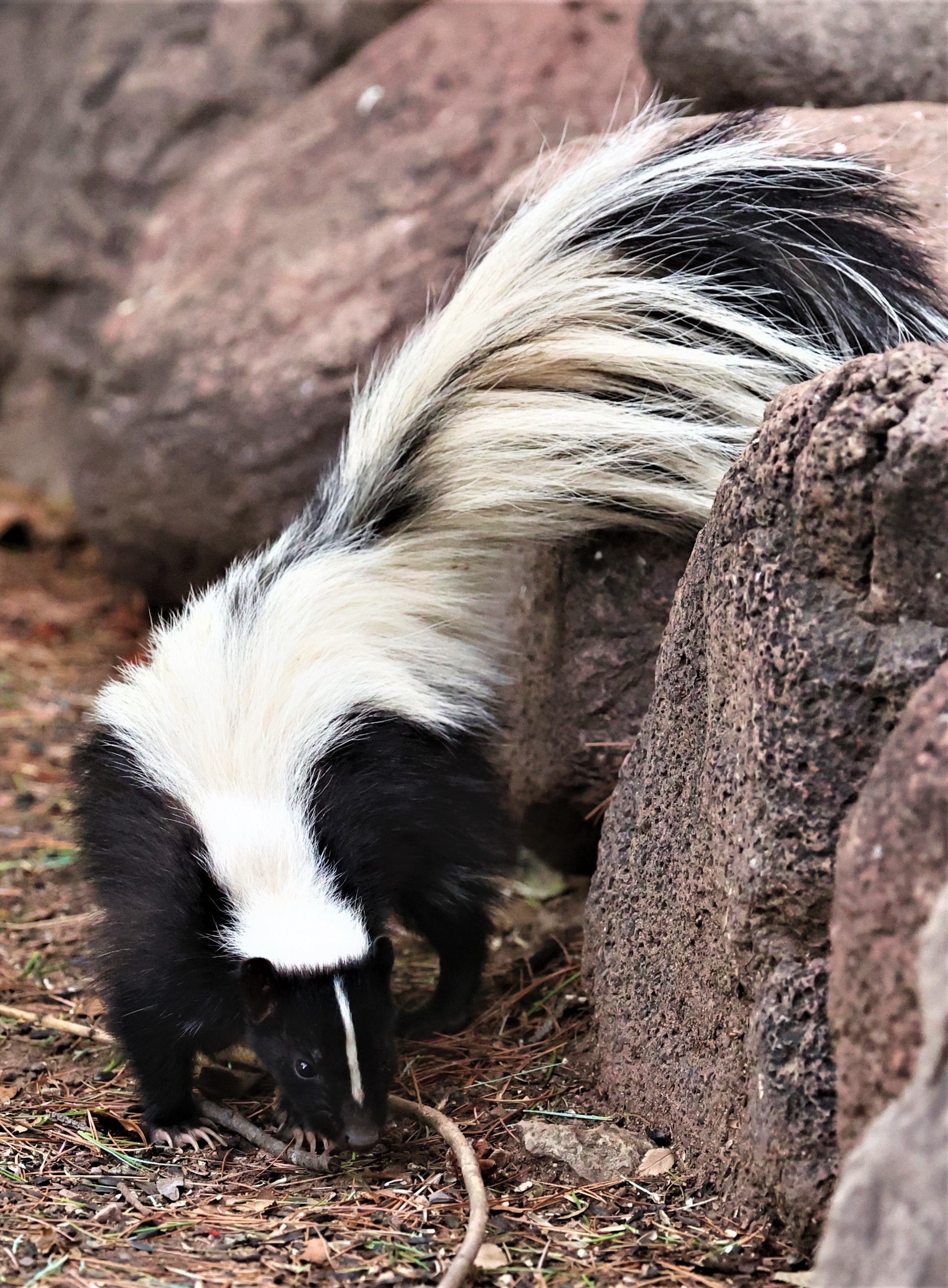 Genus Mephitis Skunks — Coke Smith Wildlife