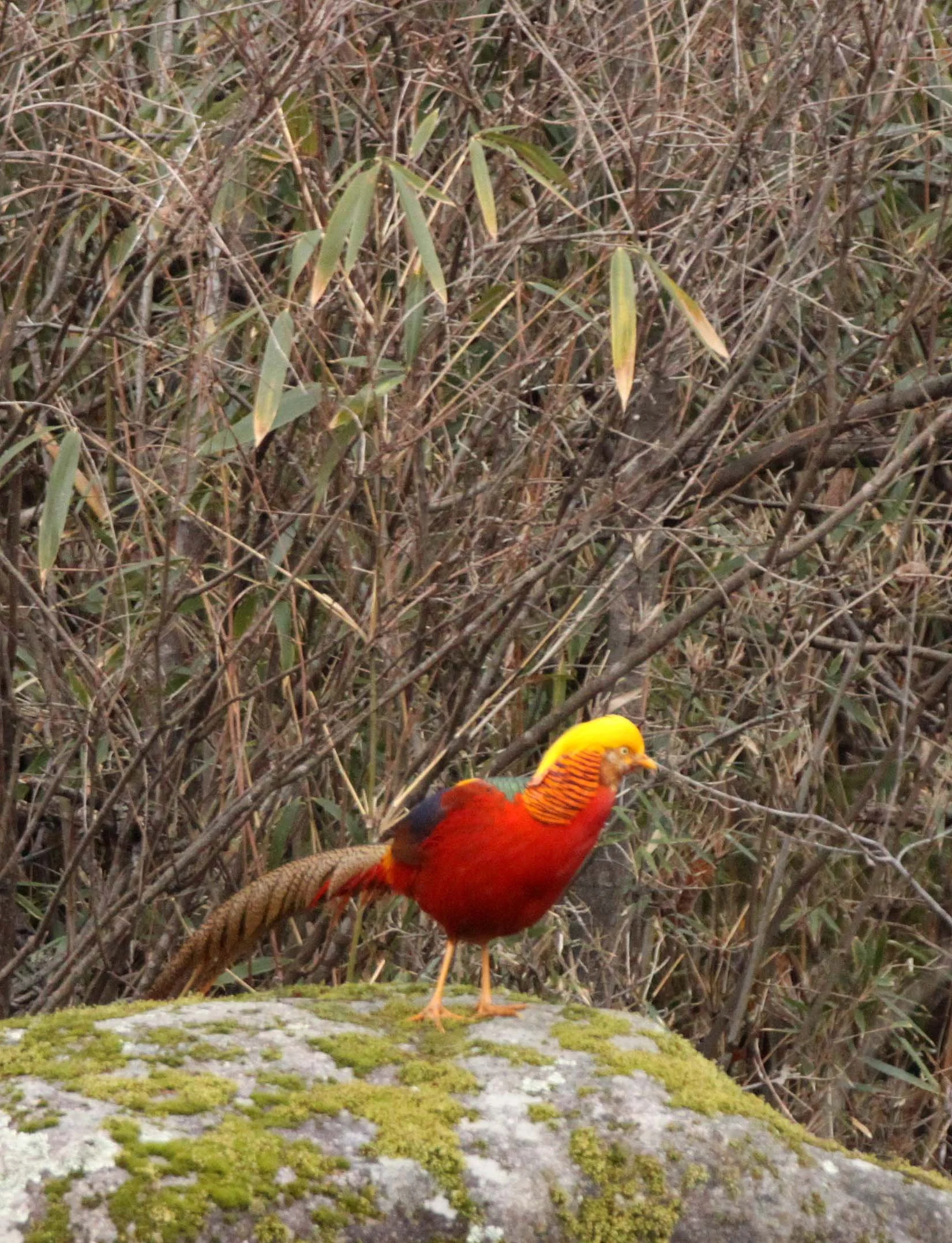 Genus Chrysolophus, Pheasants — Coke Smith Wildlife