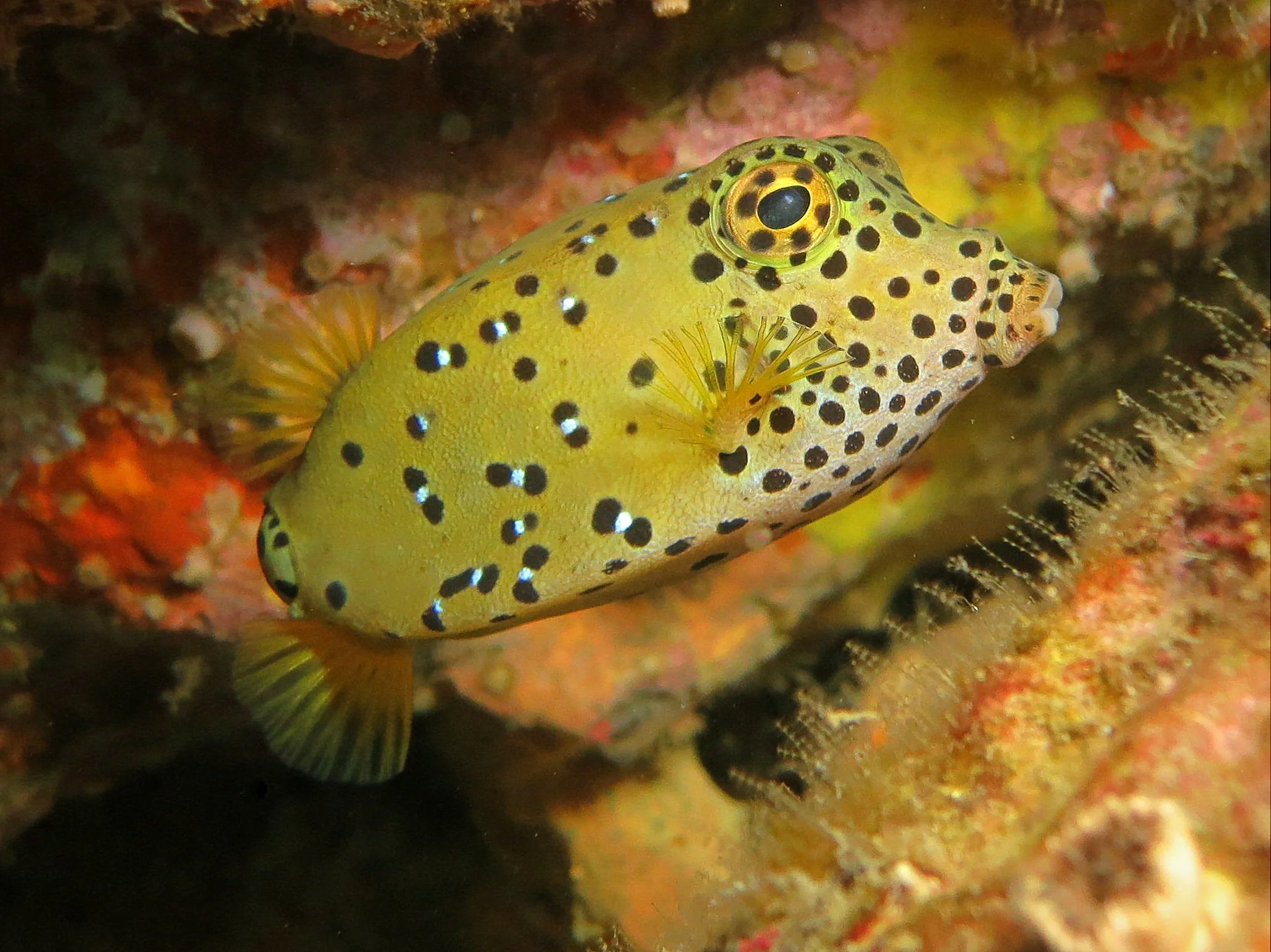Family Diodontidae (Porcupinefish), Family Ostraciidae (Boxfish ...